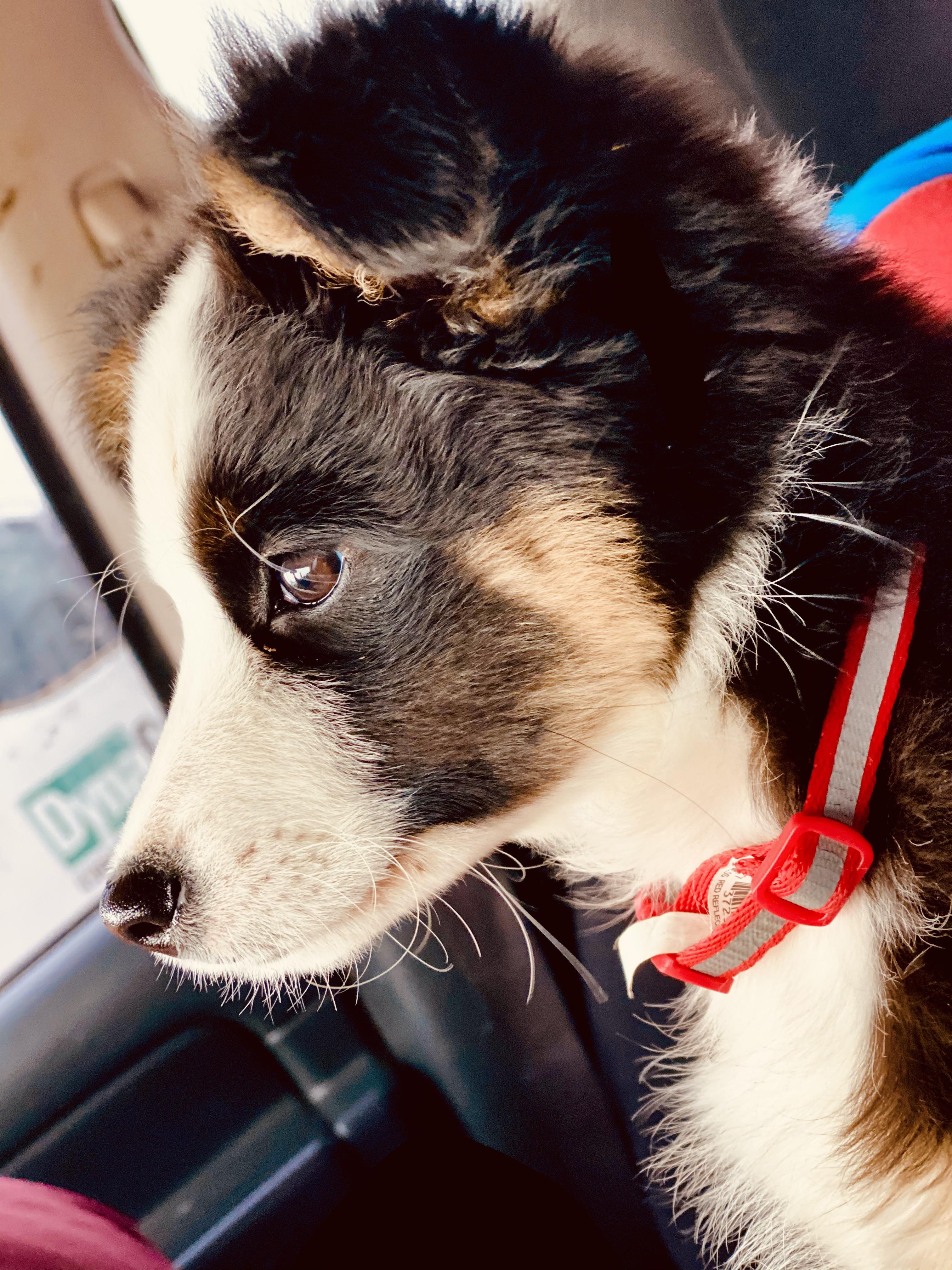 My work buddy | Scrolller