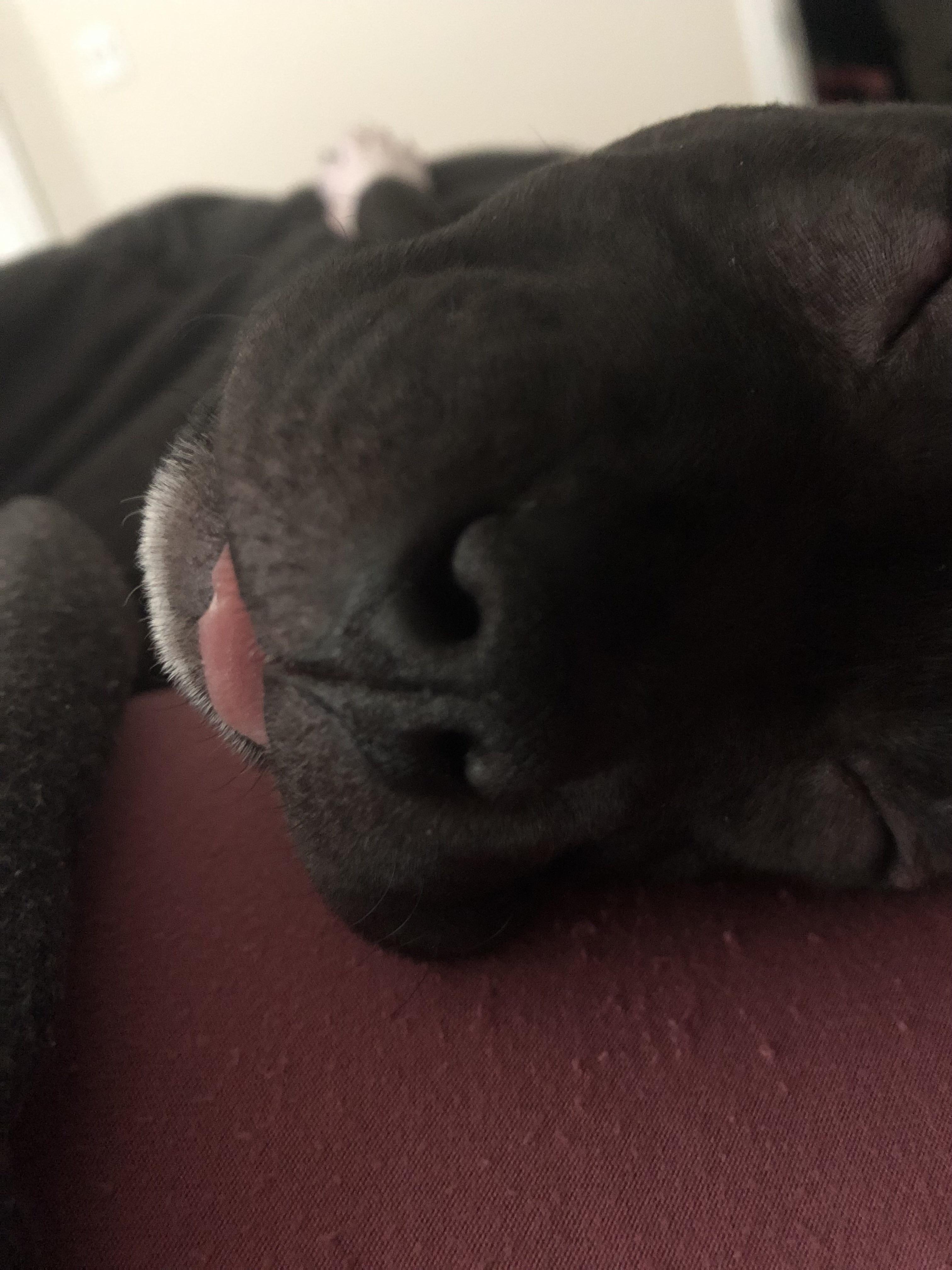 My Xena (pitboxer mix) loves to blep in her sleep. | Scrolller