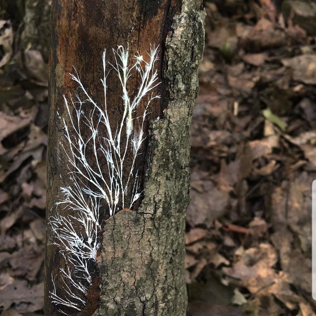 Mycelium finding the way | Scrolller