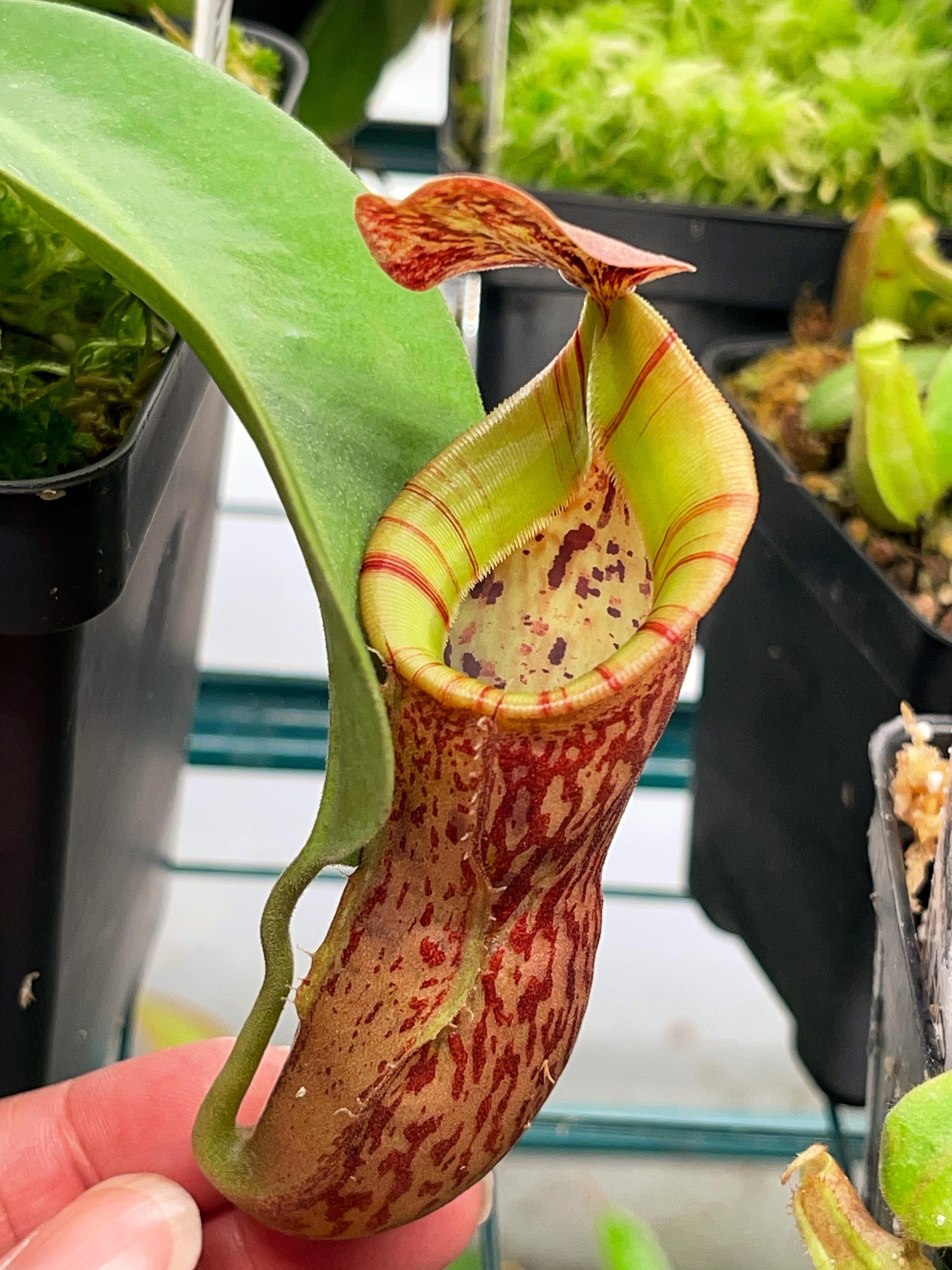 N. (Veitchii x Maxima) x (Veitchii x Camp) | Scrolller