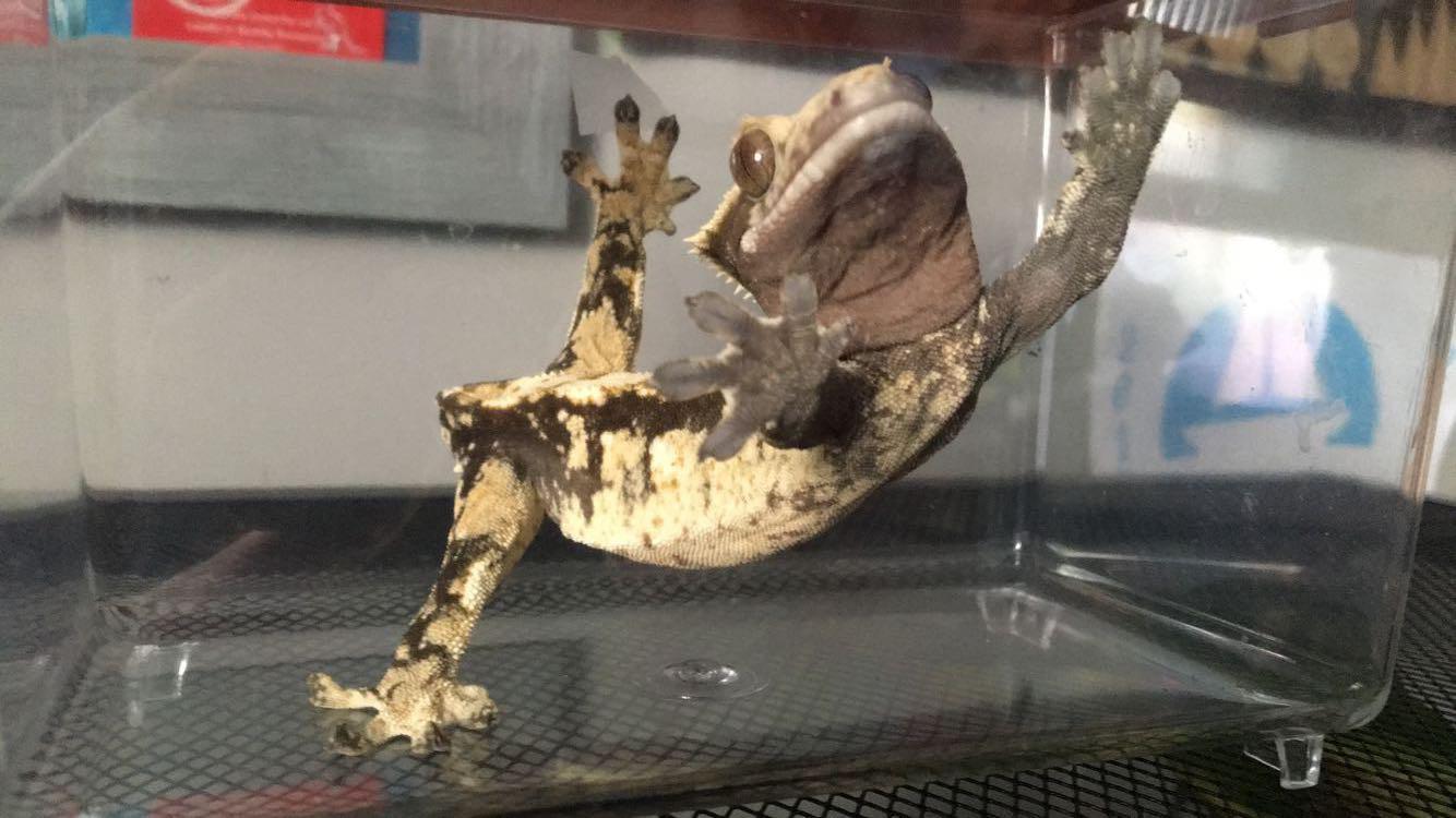 Nala in her travel box getting comfy | Scrolller