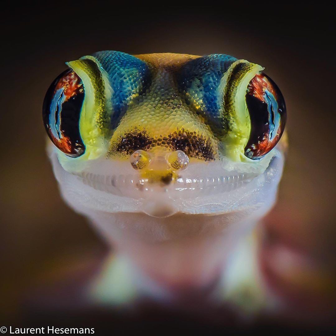 Namib Web-footed Gecko | Scrolller