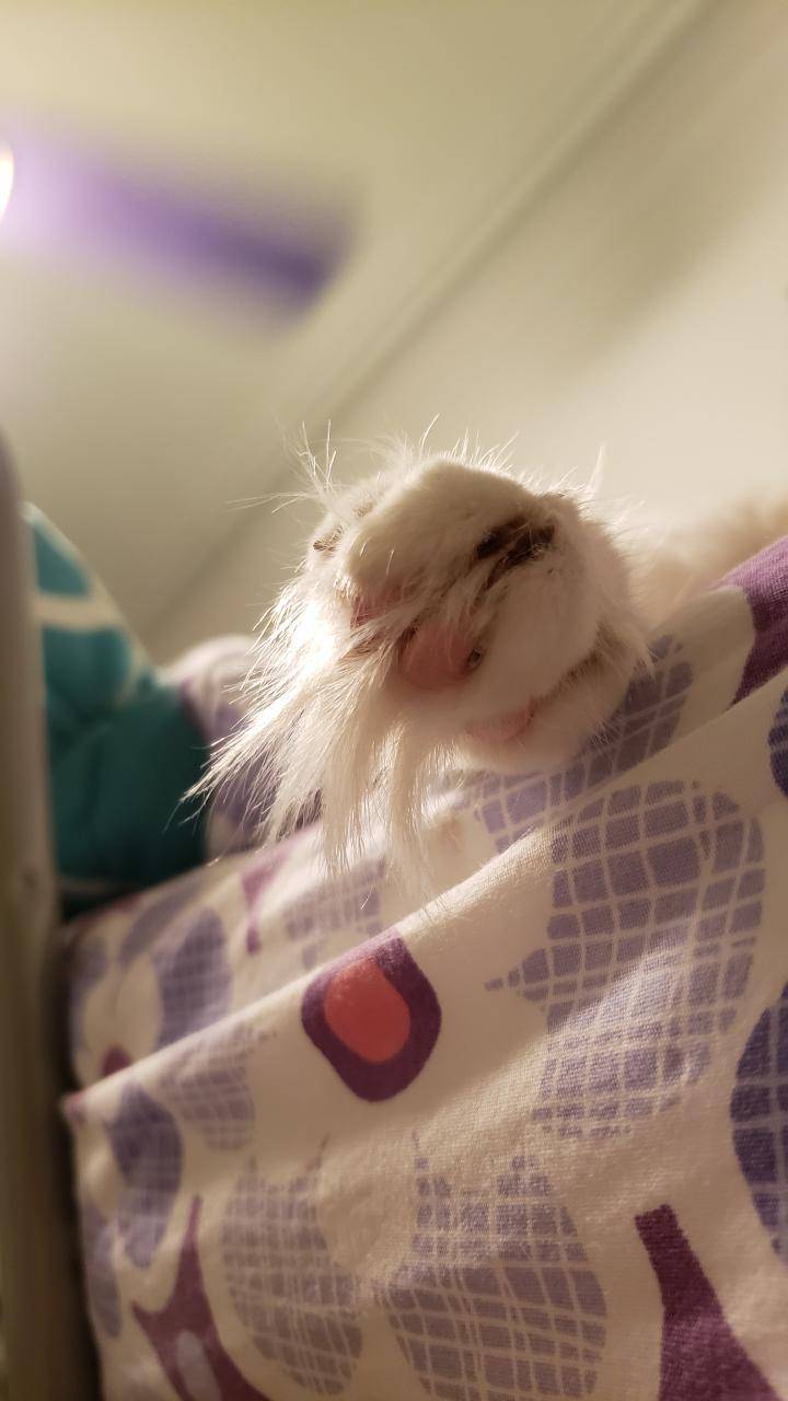 Nancy's extremely fluffy beans | Scrolller