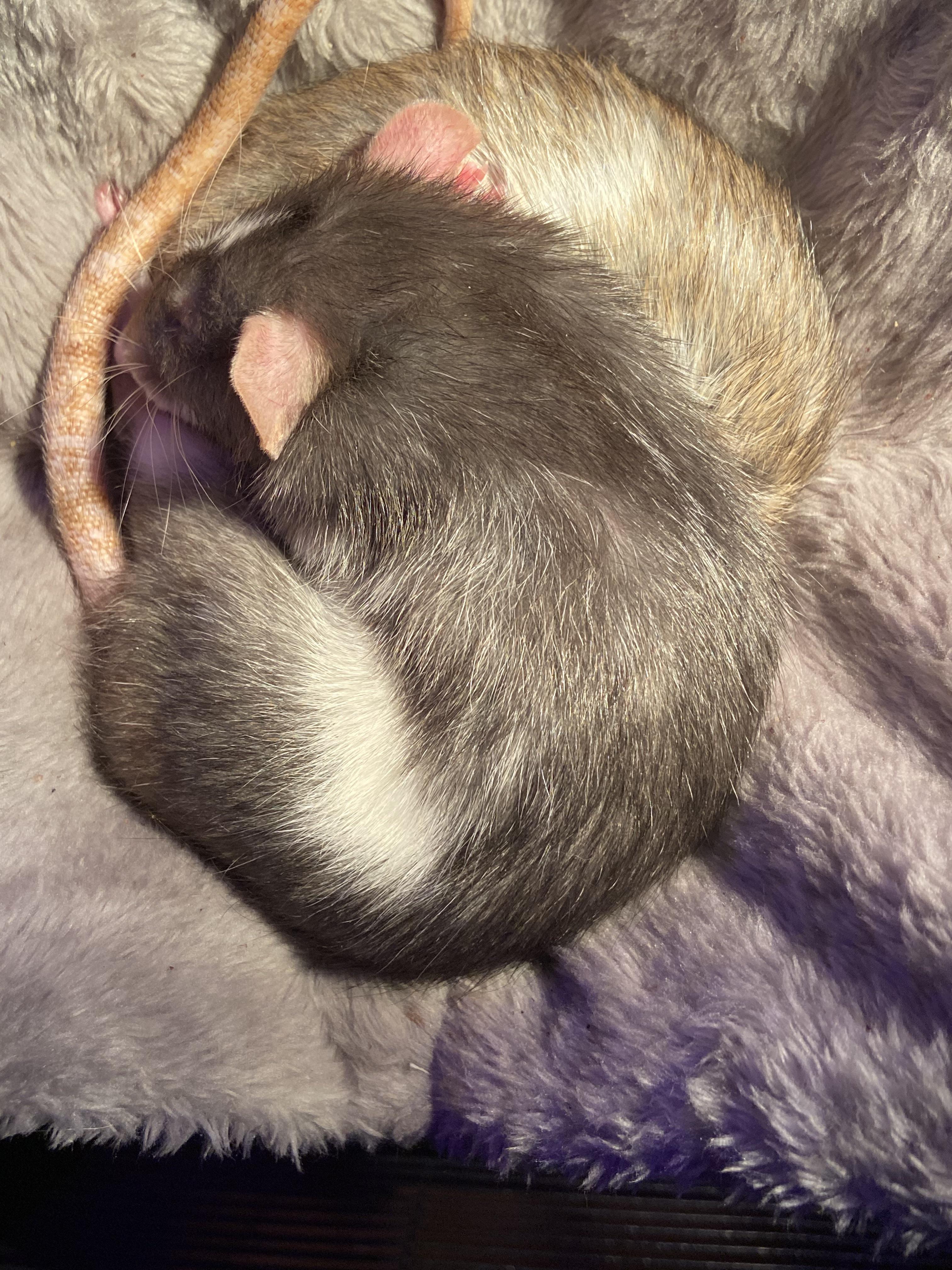 Nap time :) | Scrolller