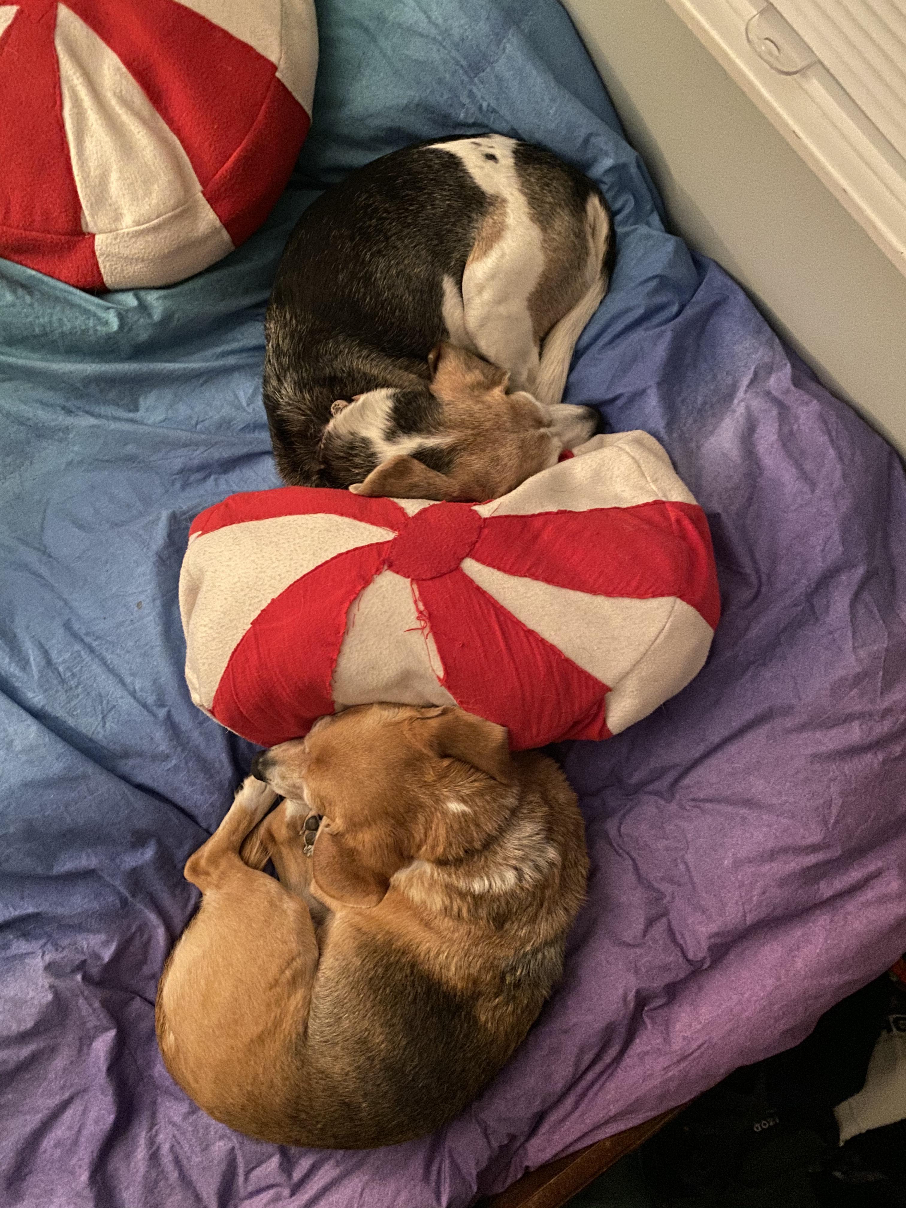 Nap time | Scrolller