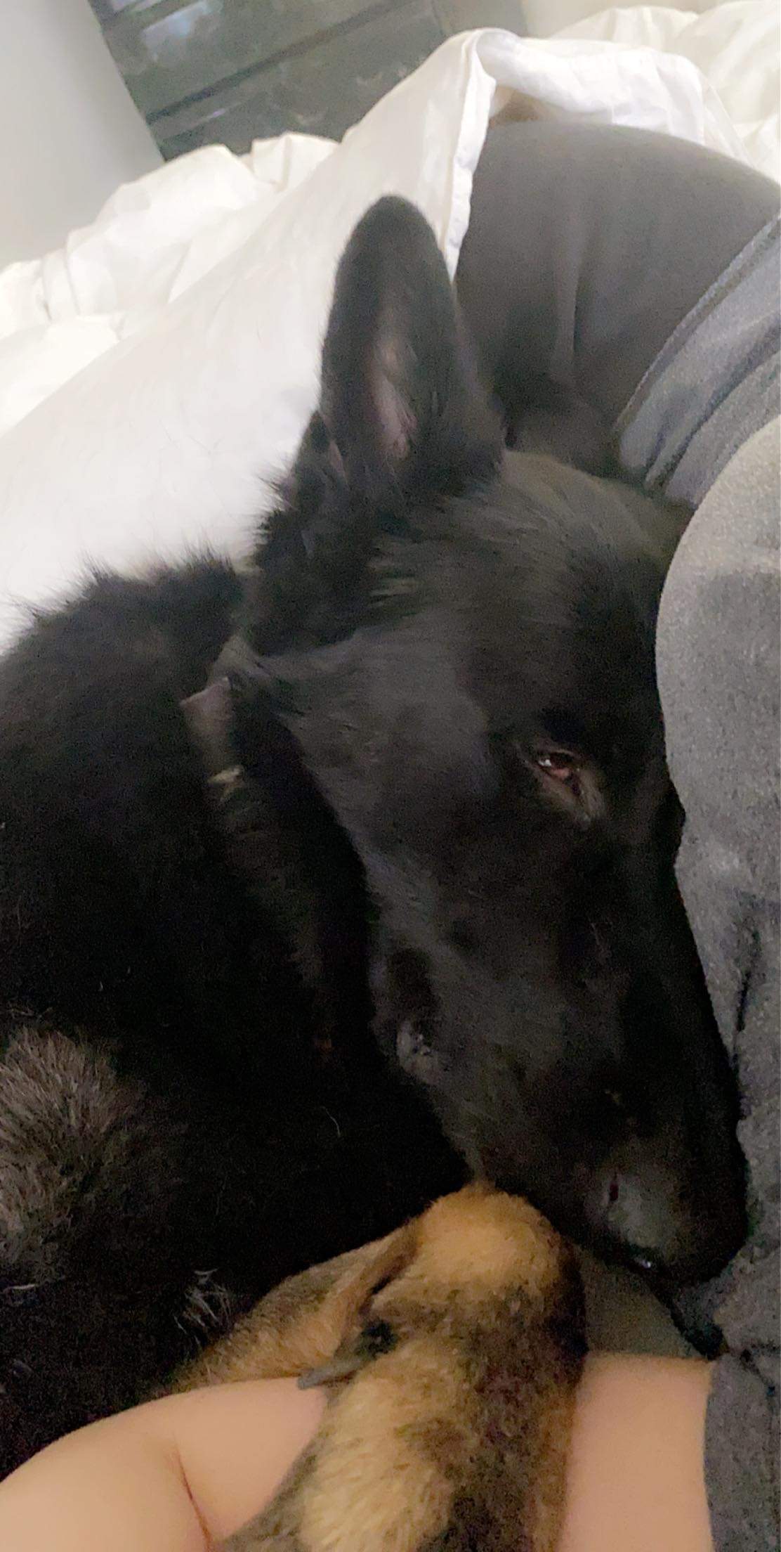 Nap time for Klaus! | Scrolller