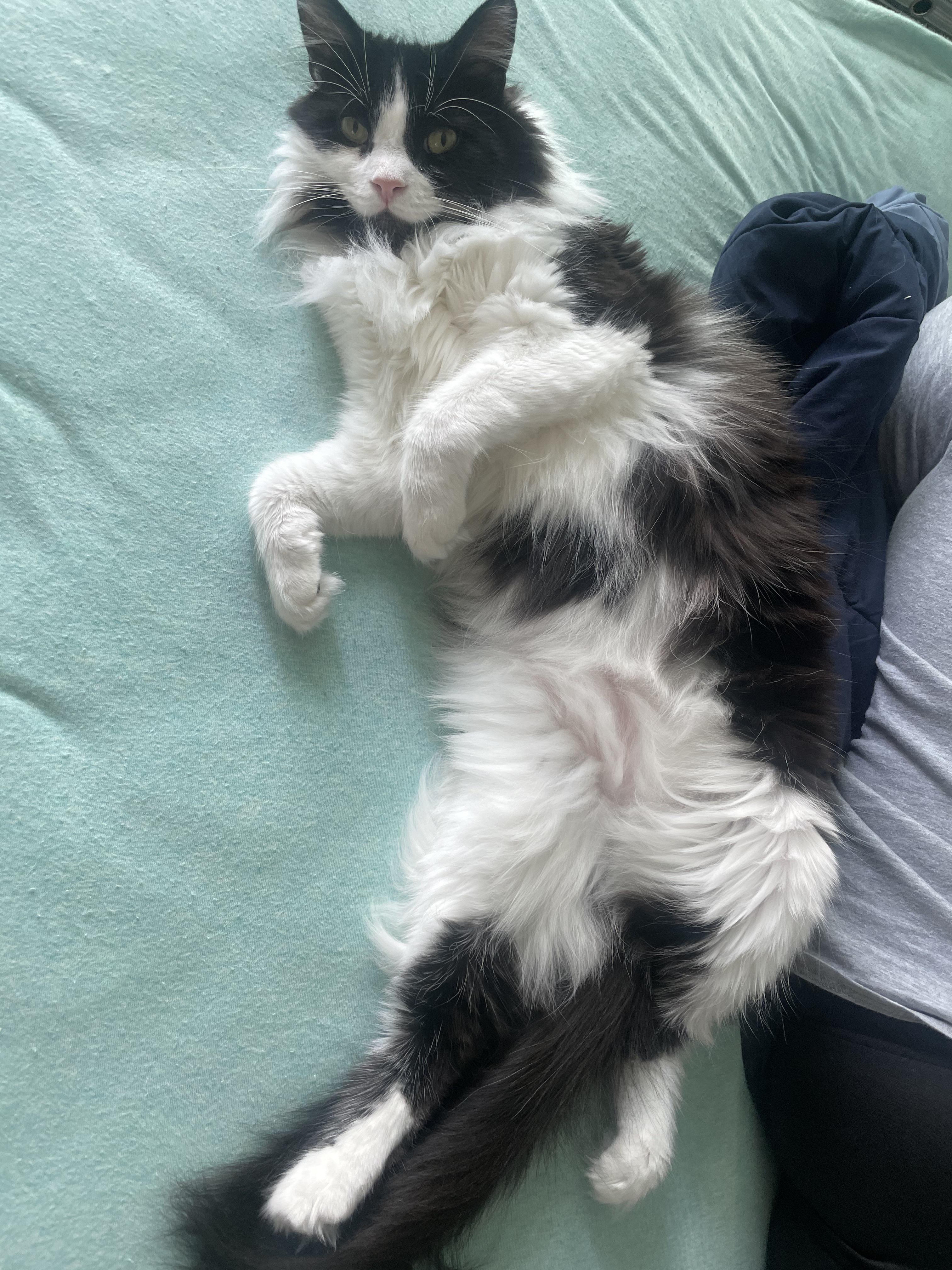 Nap time..whoops I woke him up.. | Scrolller