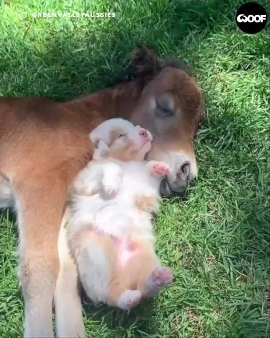 Napping together | Scrolller