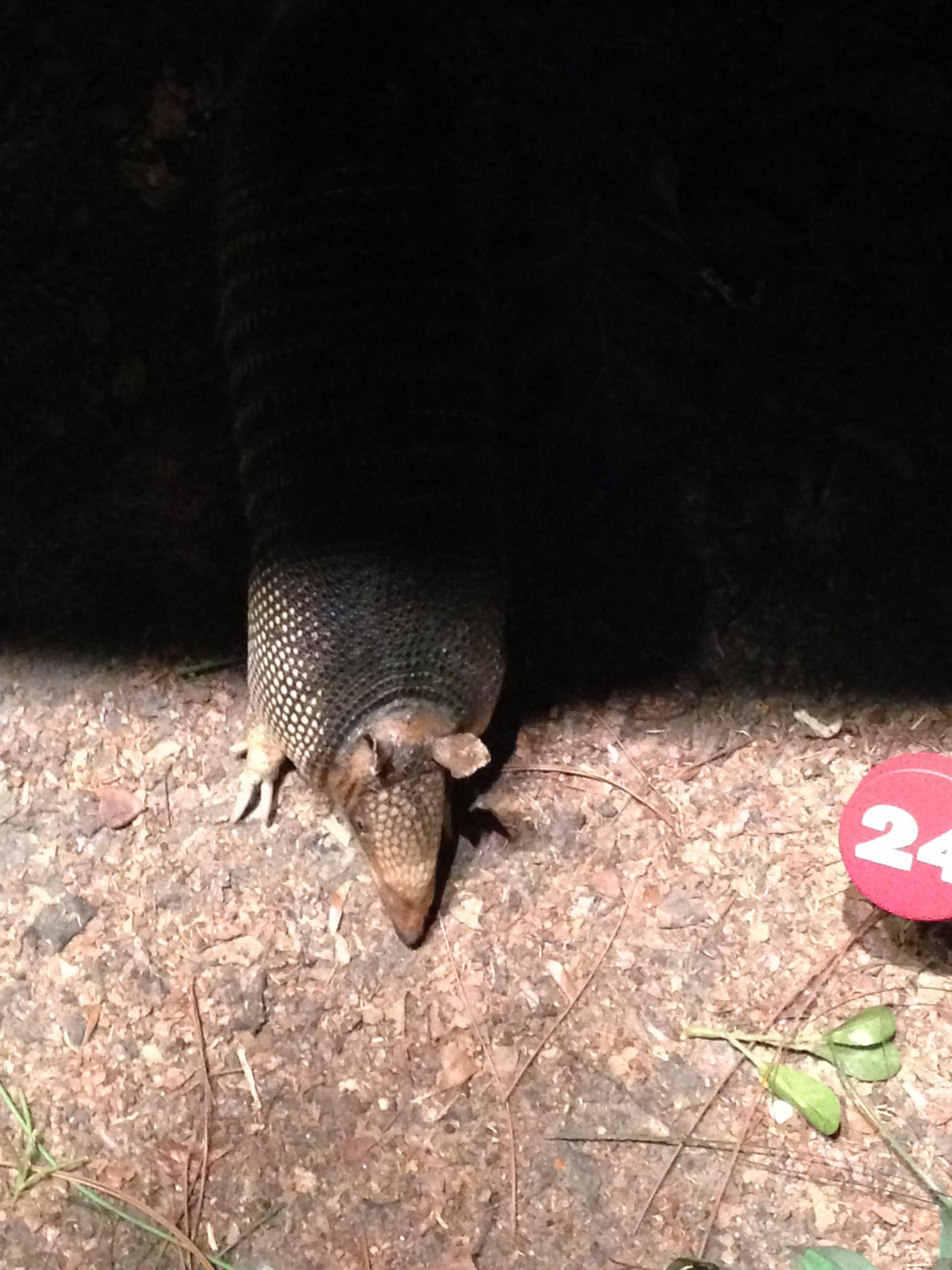 NASA's Armadillo Model | Scrolller