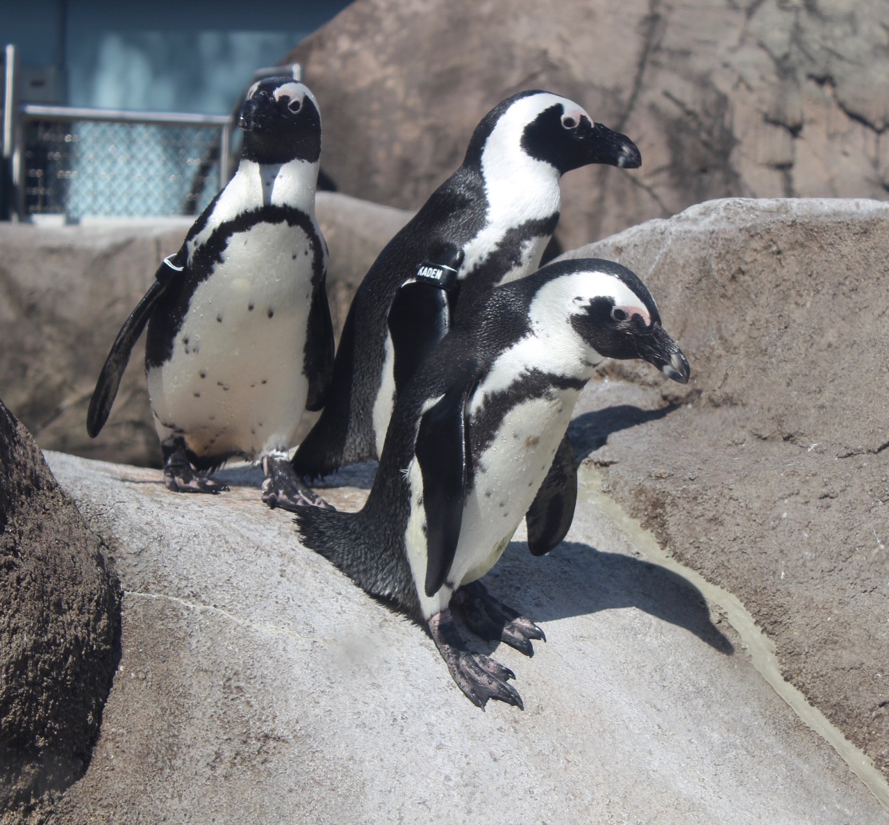 National Aviary Penguins | Scrolller