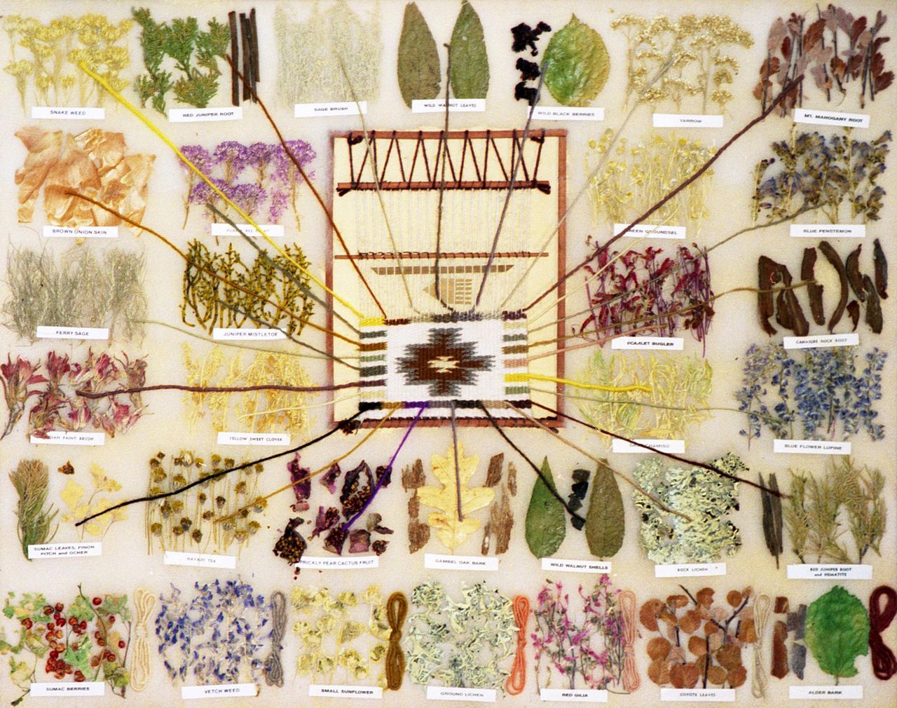 Native plants that the Navajo use a sources of dye for weaving | Scrolller