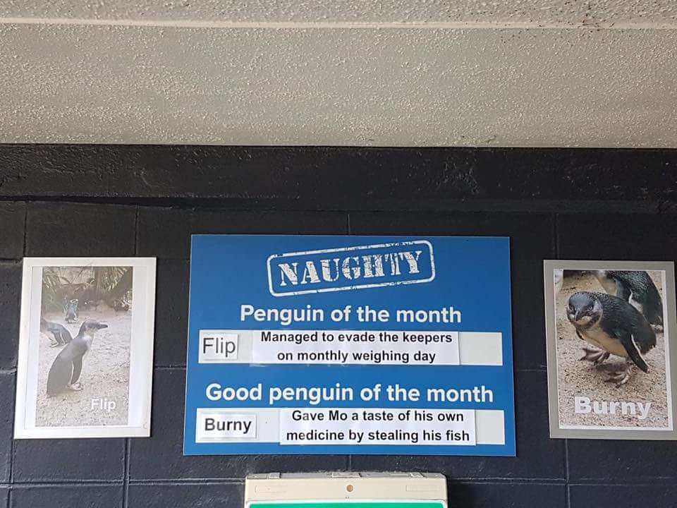 Naughty and Good Penguins 🐧 of the month | Scrolller