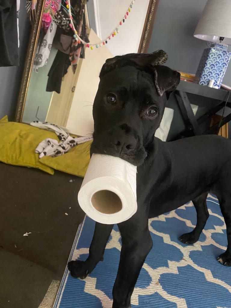 Naughty puppy | Scrolller