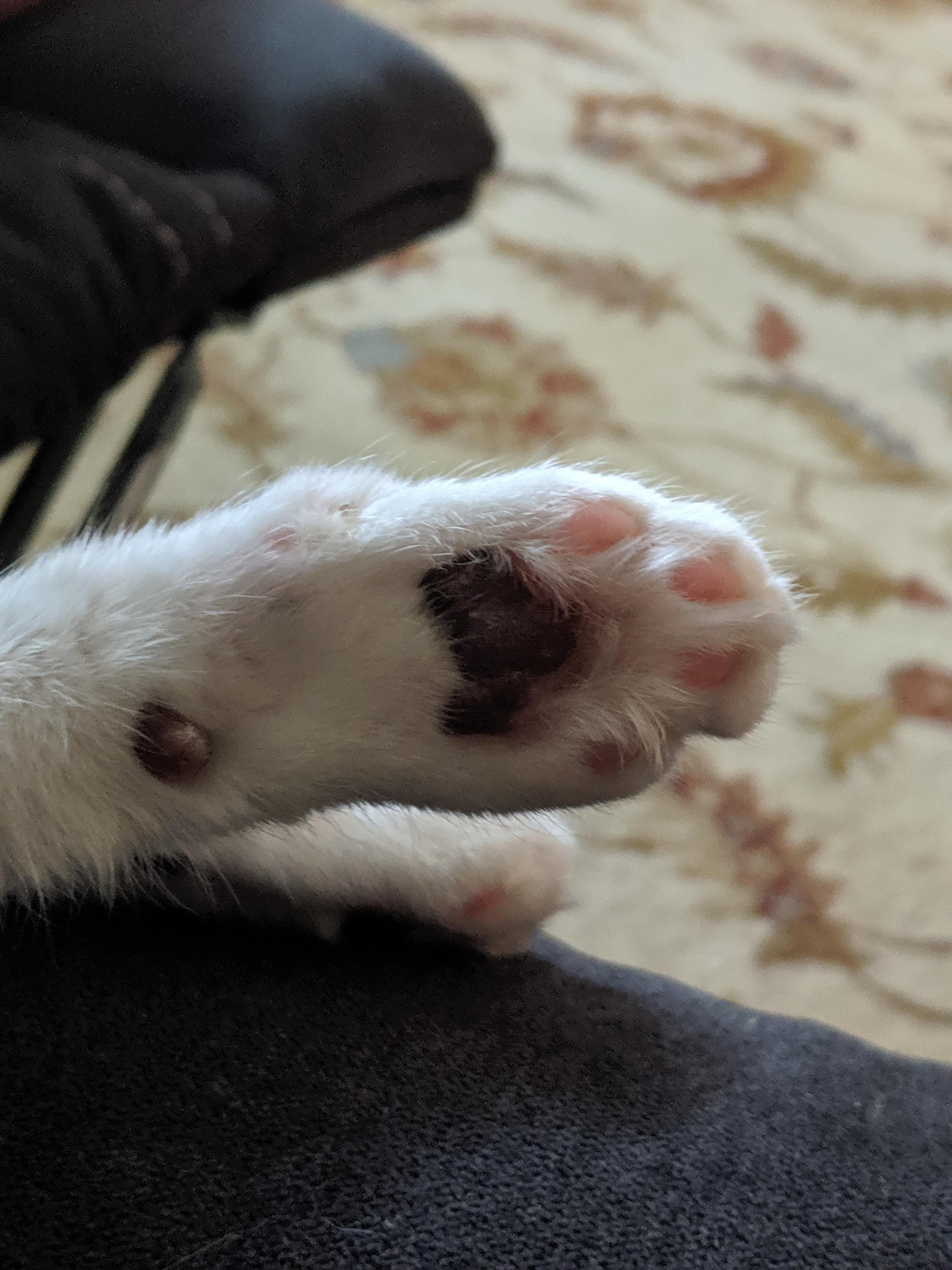 Neapolitan jellybeans! | Scrolller