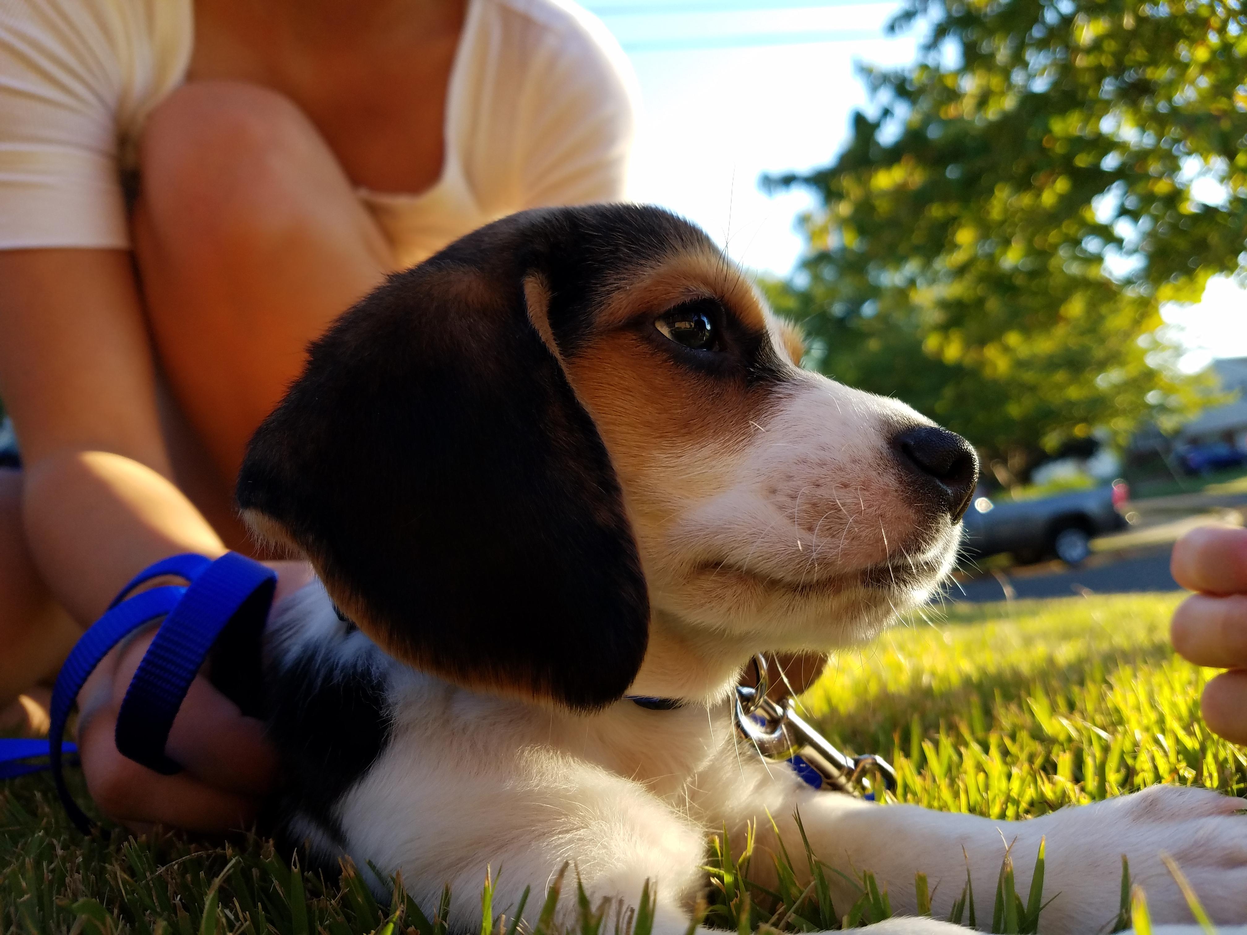 Neighbor brought their new pocket beagle over to say hi, close to 50 photos later I got him to ...