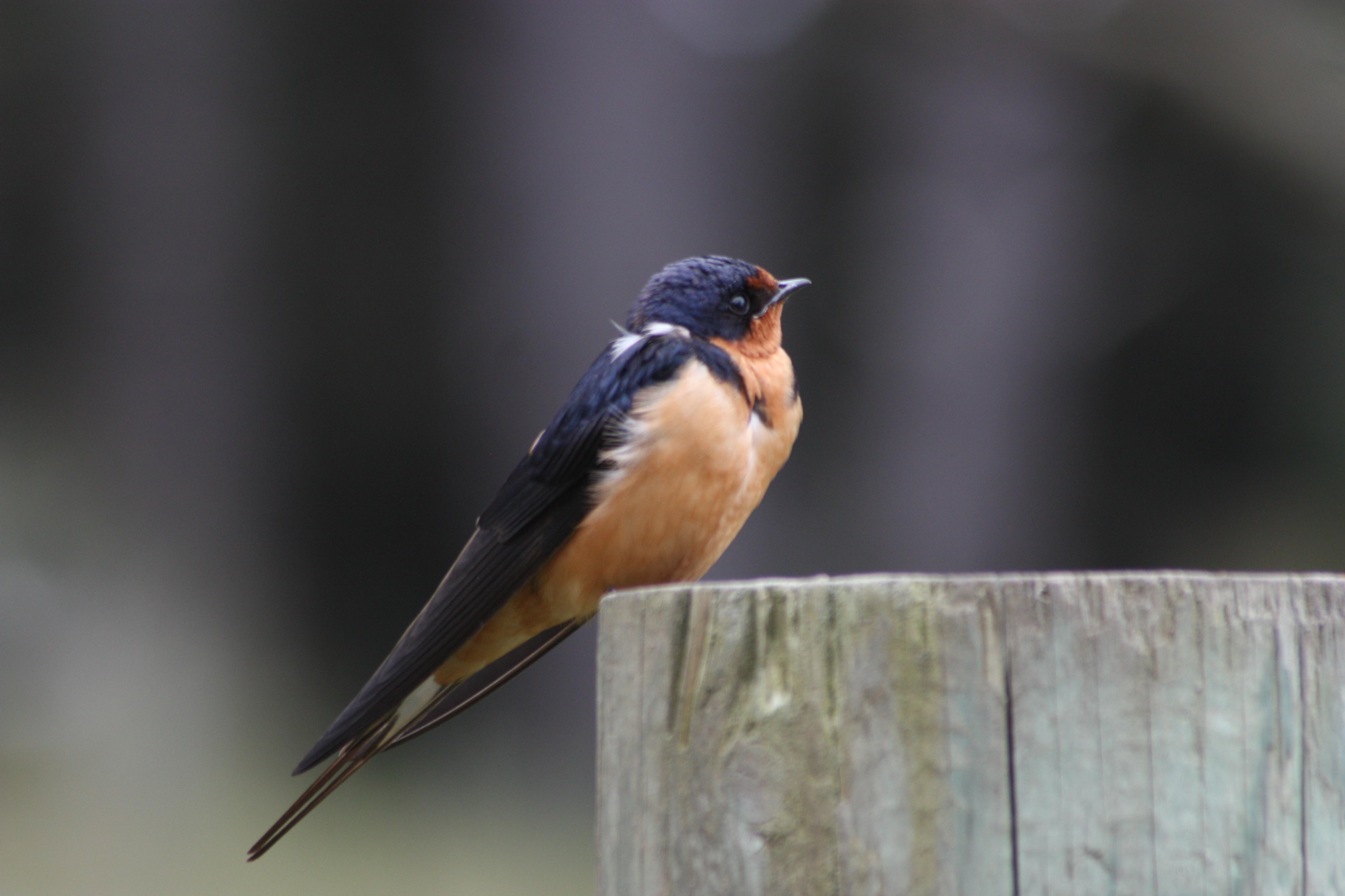 Never been this close to a barn swallow before. | Scrolller
