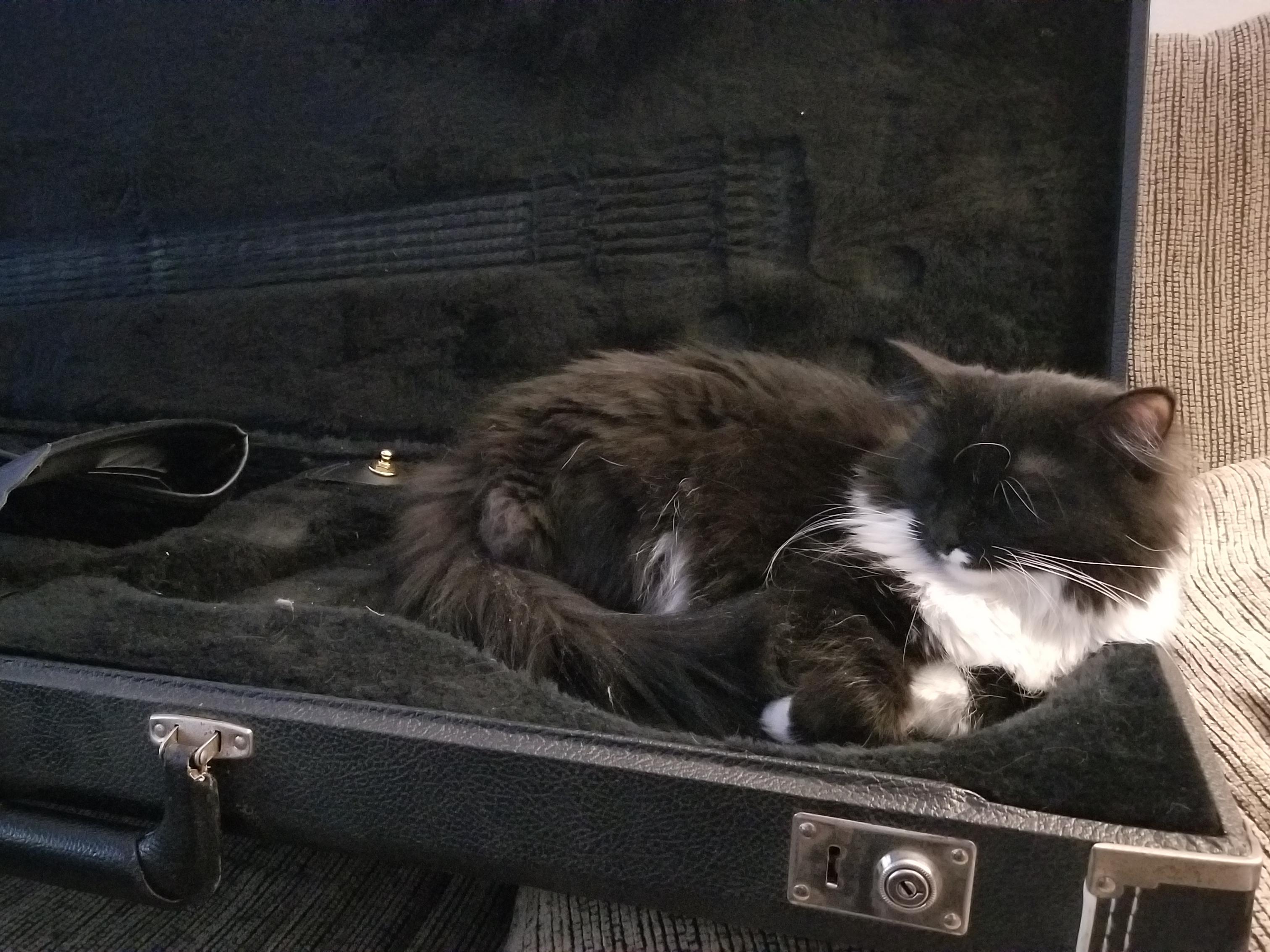 Never met a cat that didn't like an open guitar case. | Scrolller