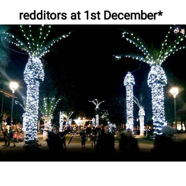 Never put your Christmas lights on palm trees | Scrolller