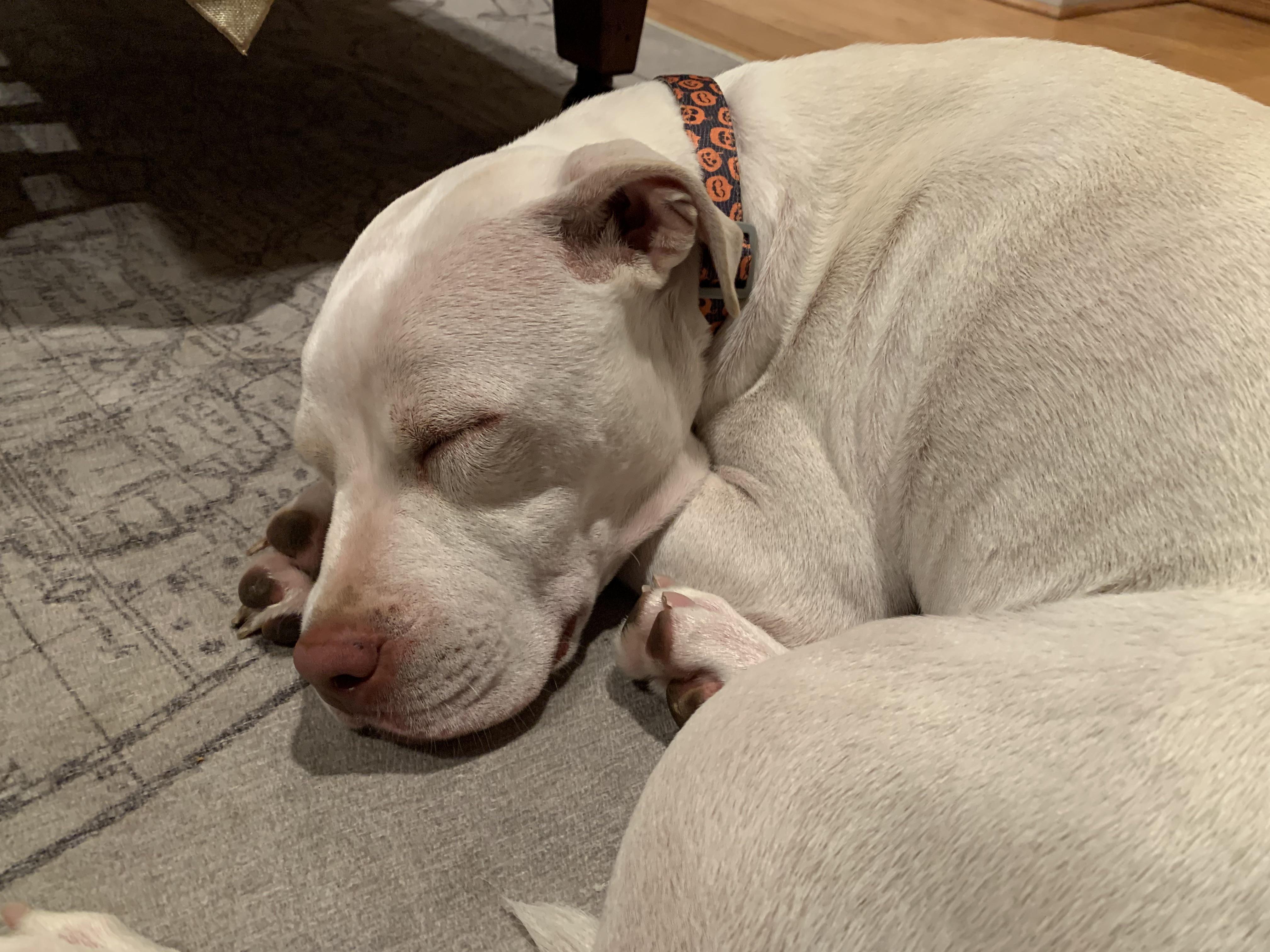 New 8 month old baby! My first pitty 😍 | Scrolller