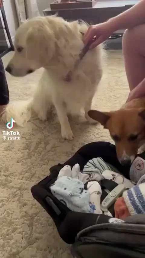 New baby brother tippy taps | Scrolller