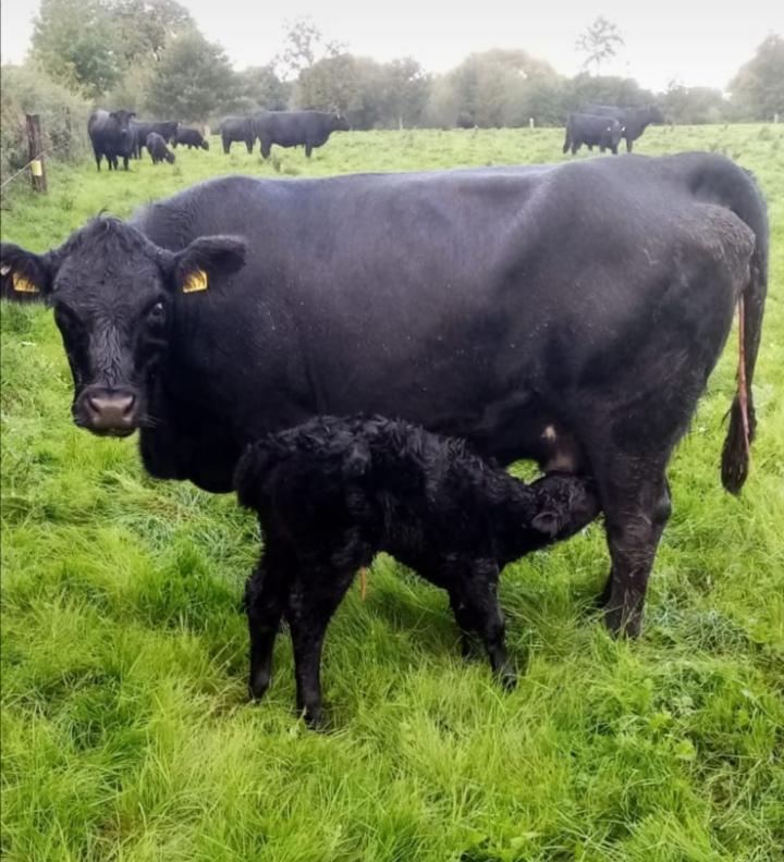 New baby girl! She's special because she's our 700th calf 😂 | Scrolller