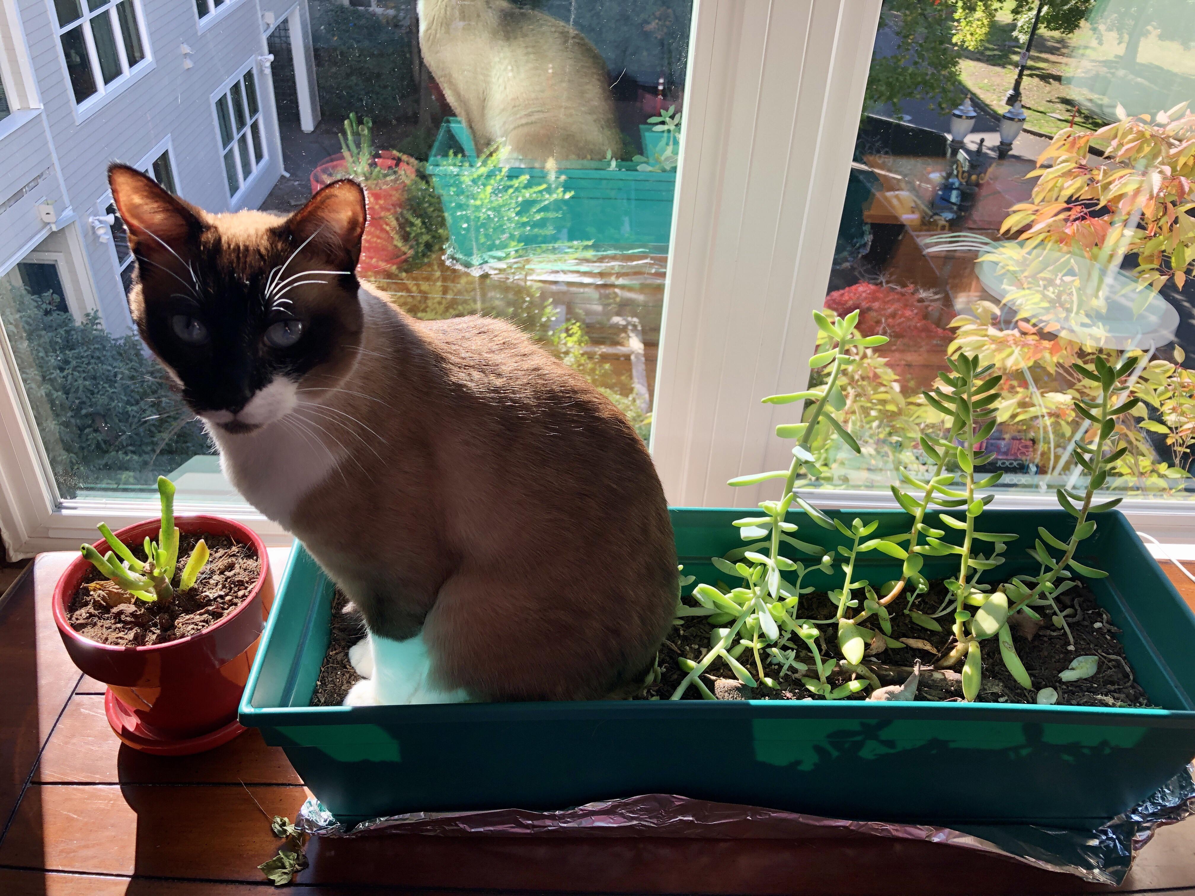 New breed of invasive succulent. | Scrolller