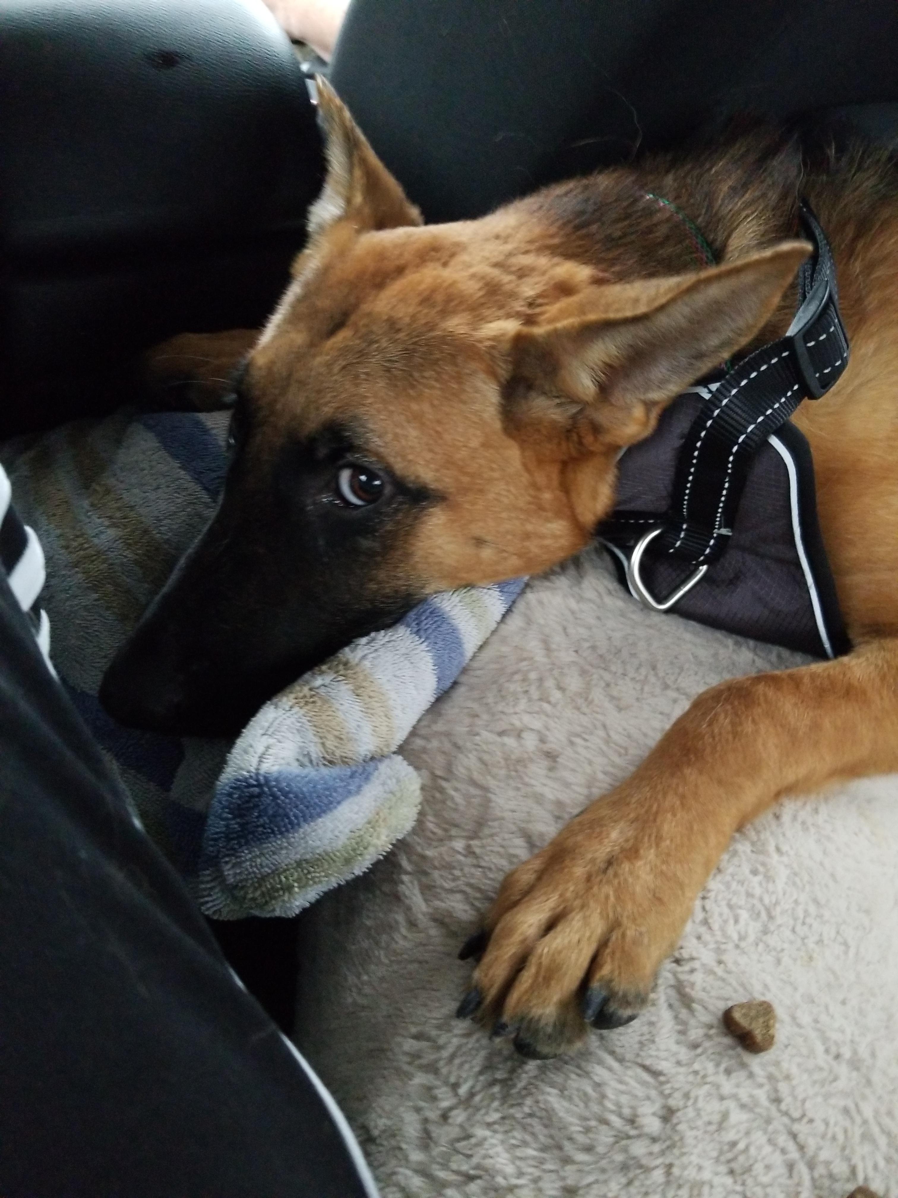 New doggo! | Scrolller