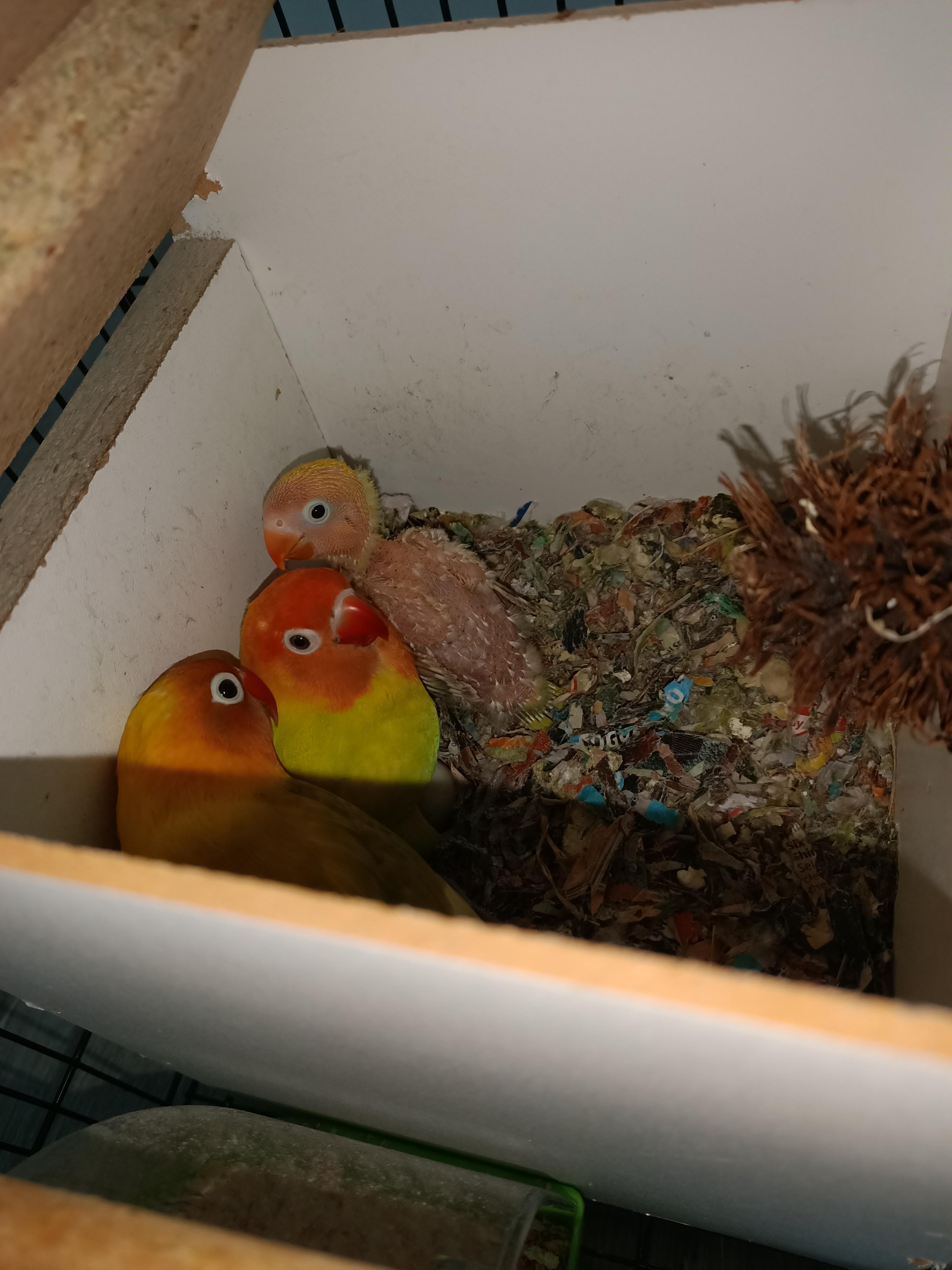 New family member | Scrolller