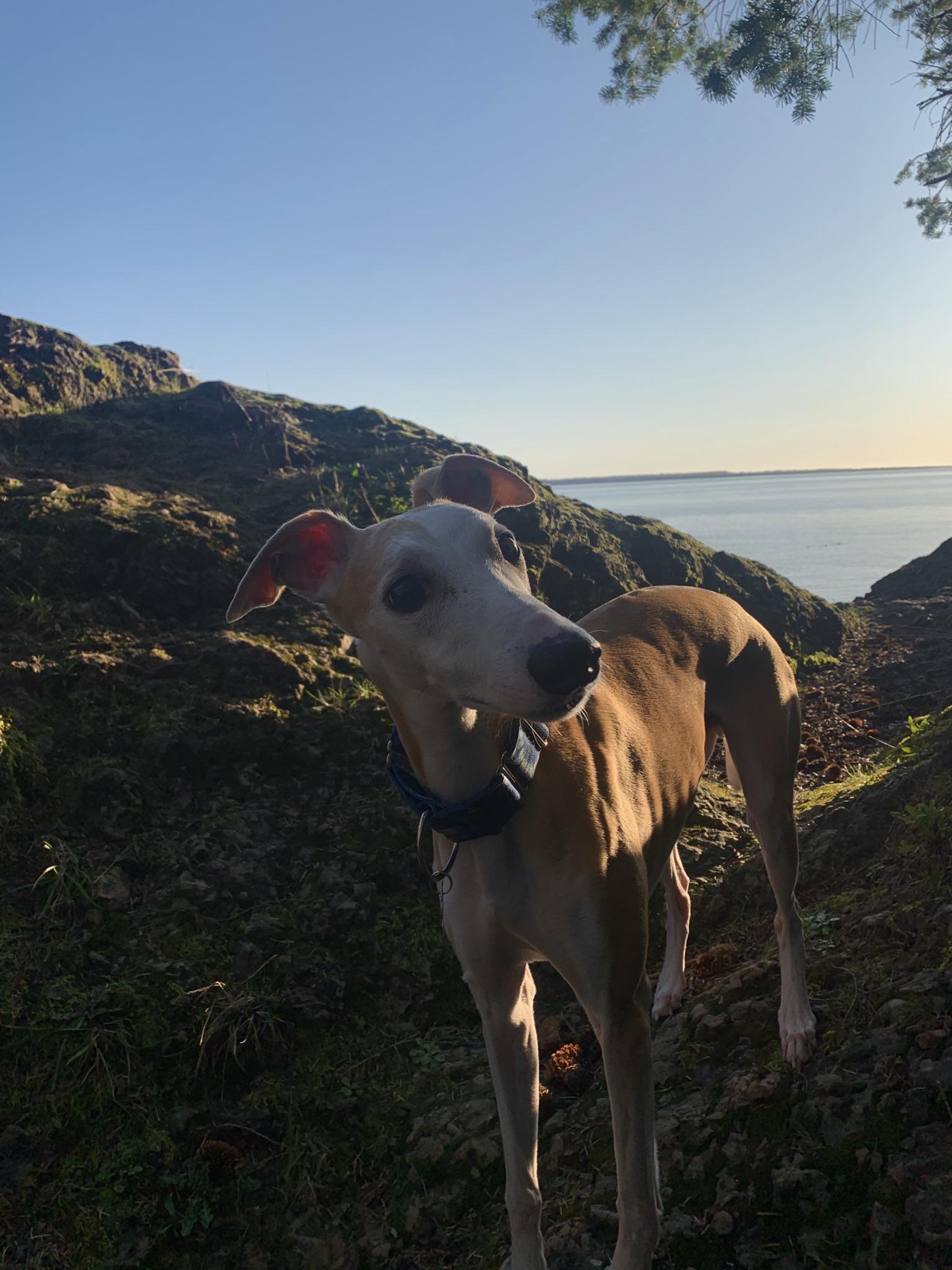New favorite picture of my whippet, Atticus :) | Scrolller