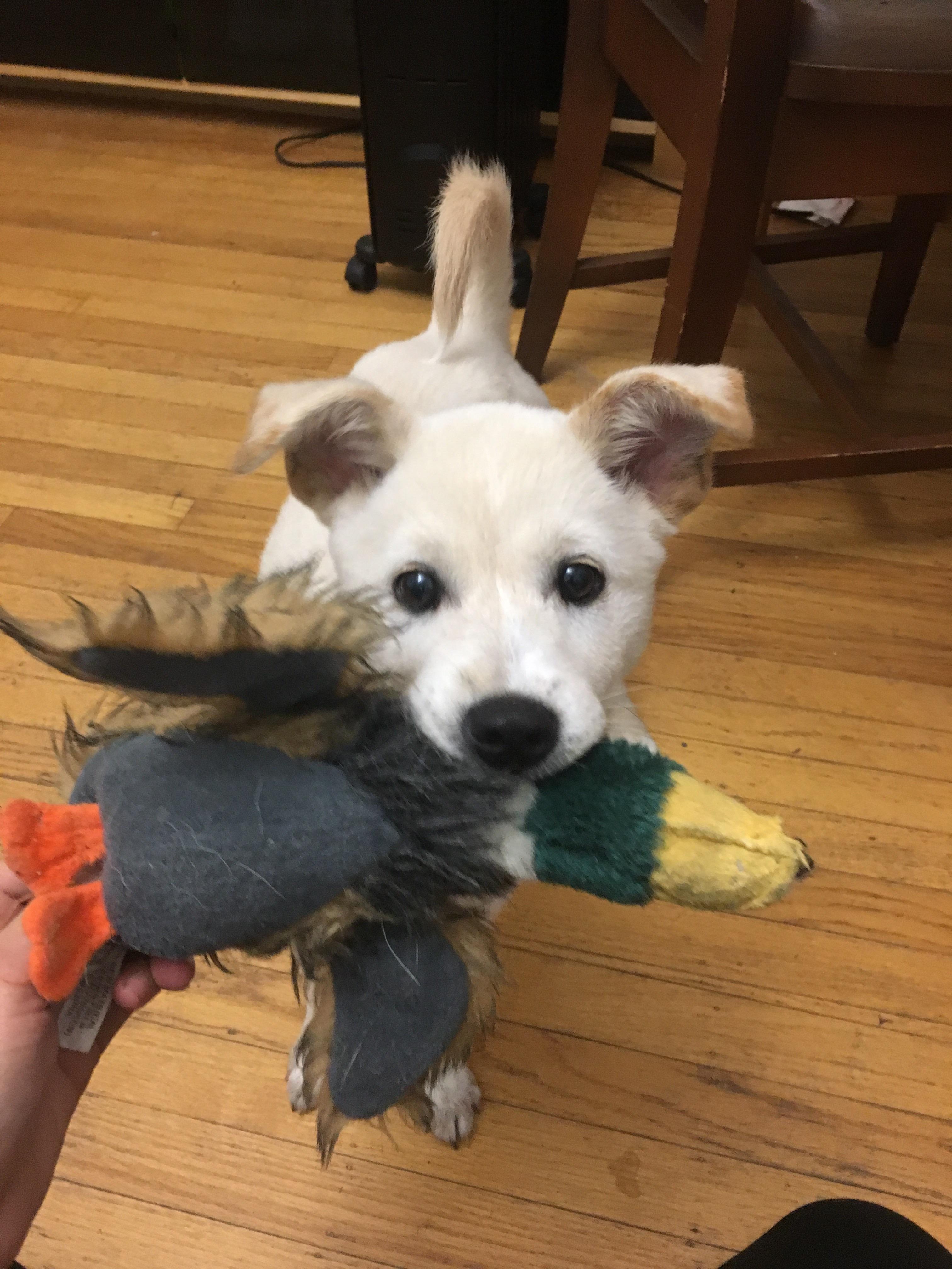 New foster pup just arrived from Korea! | Scrolller