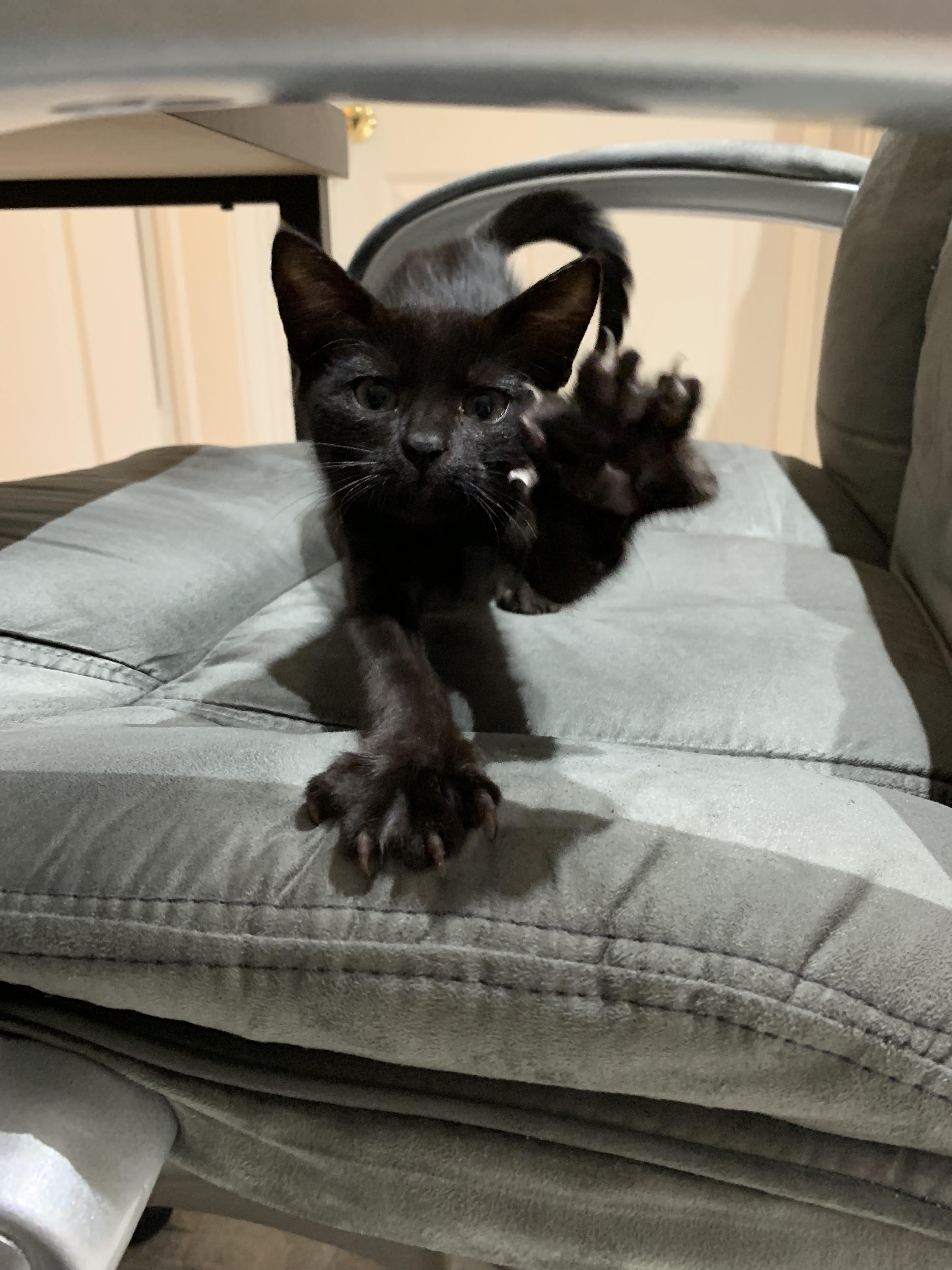 New girl Roux showstopper | Scrolller