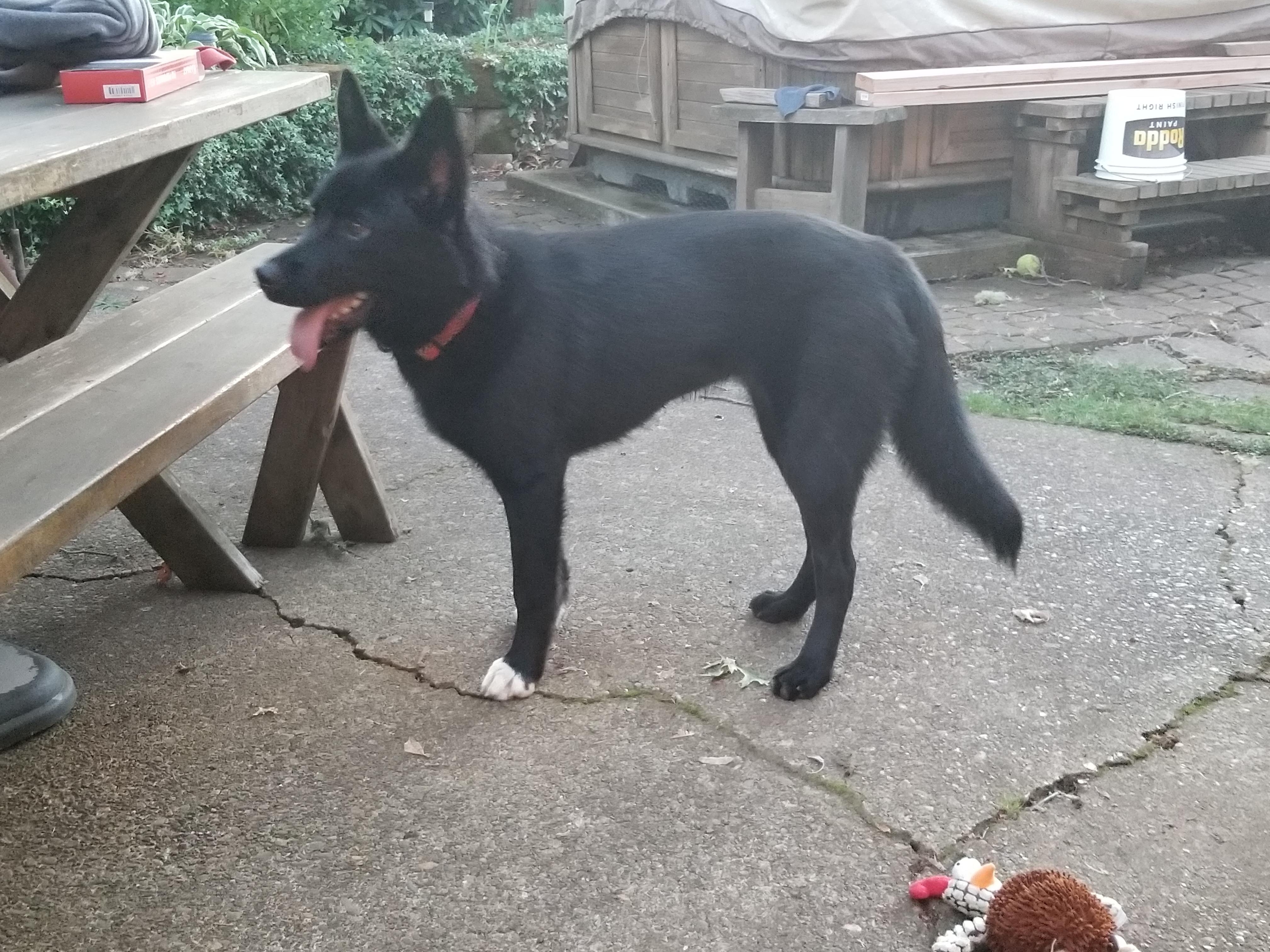 New Kelpie at home | Scrolller