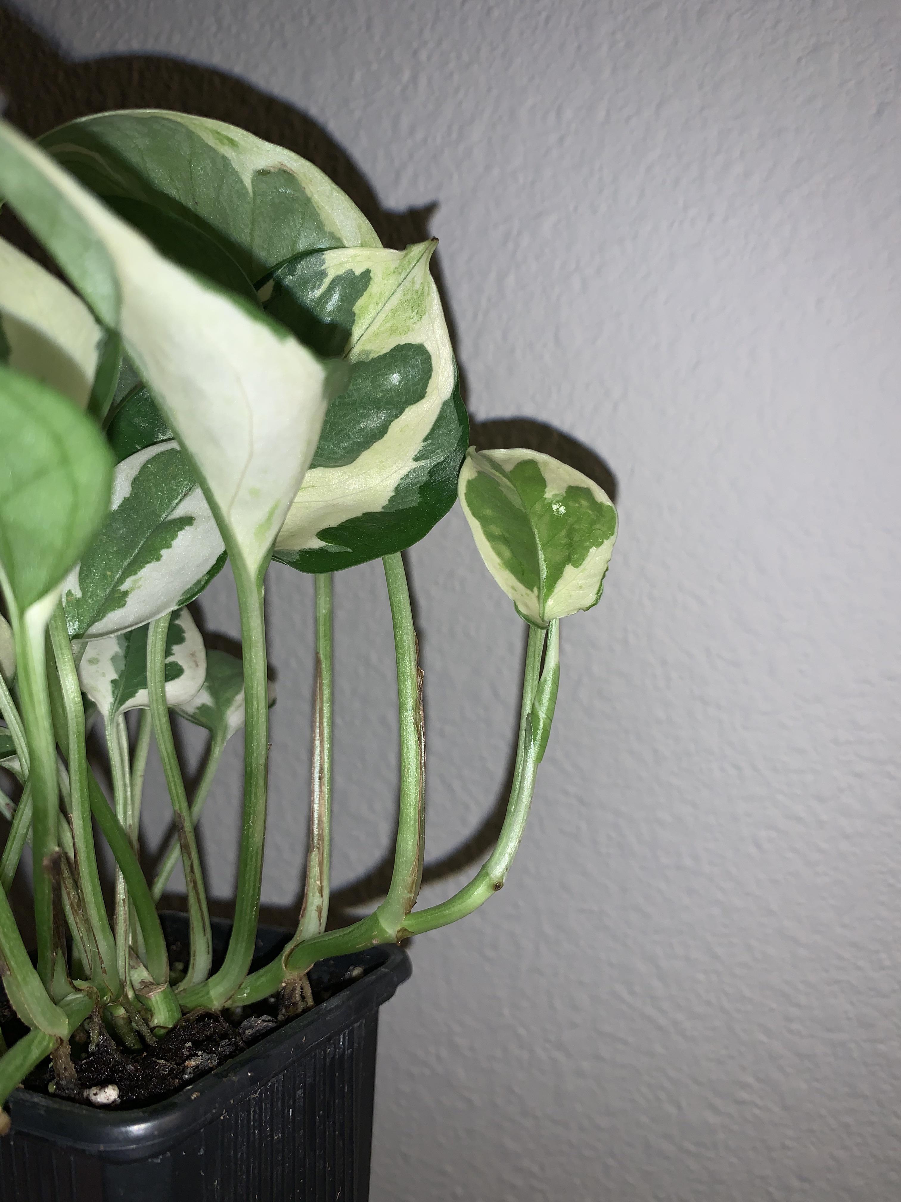 New leaves are so exciting ☺️ | Scrolller