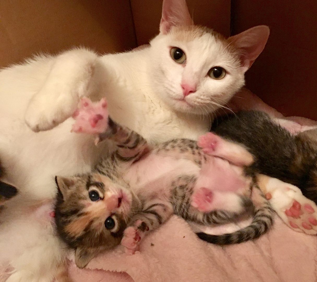 New life toe beans. | Scrolller
