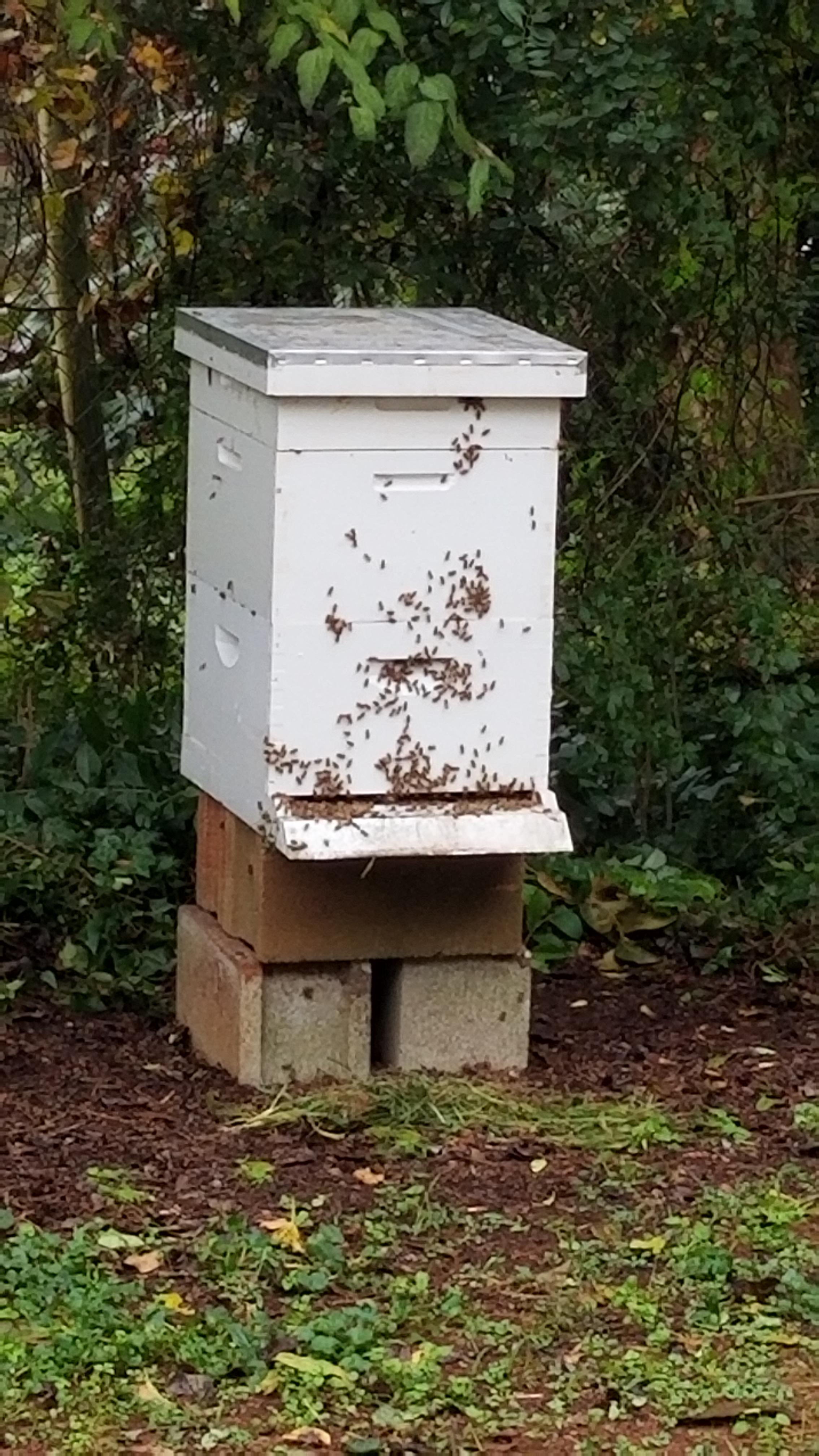 New location for only hive | Scrolller