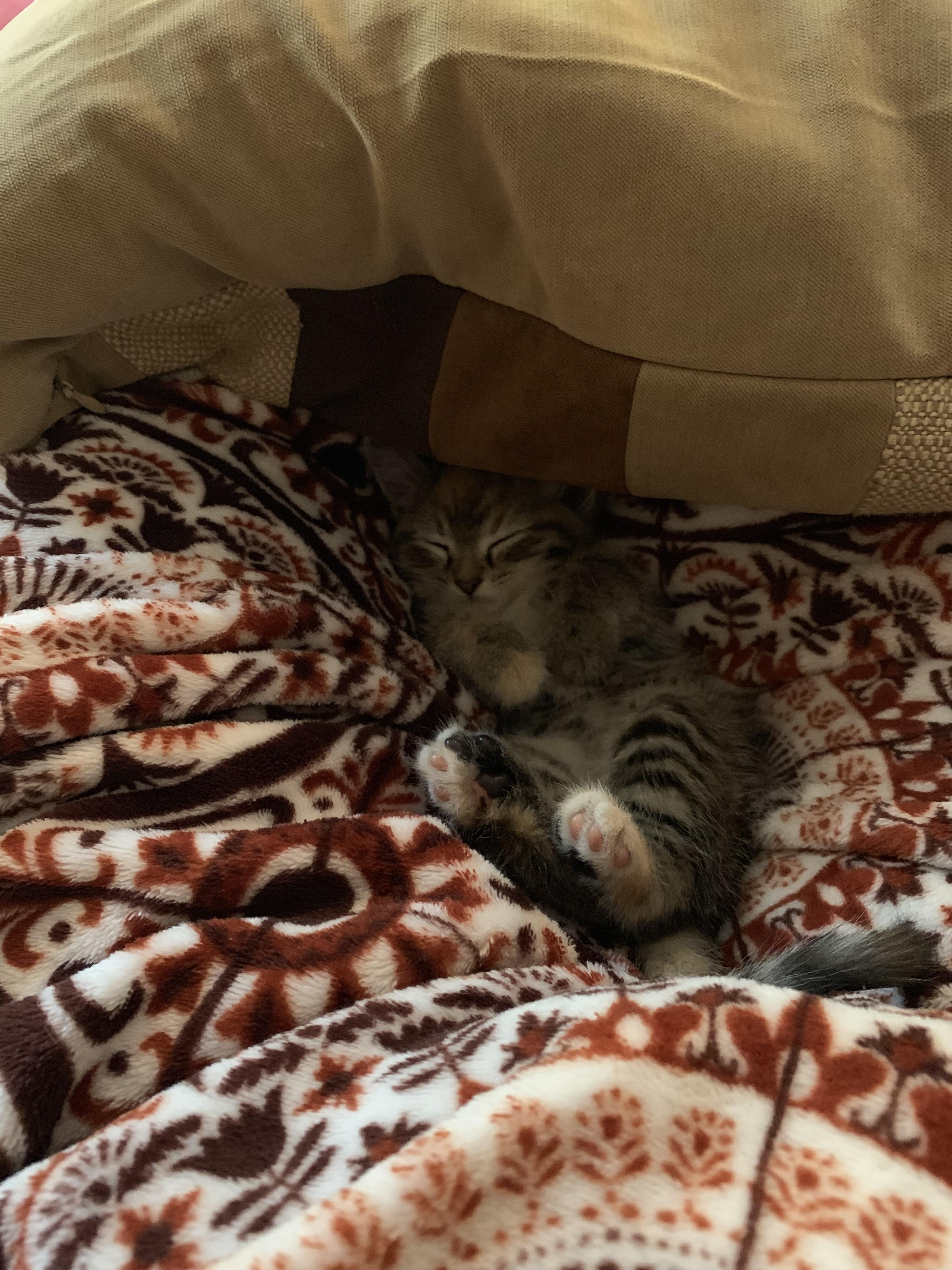 New nap time beans | Scrolller