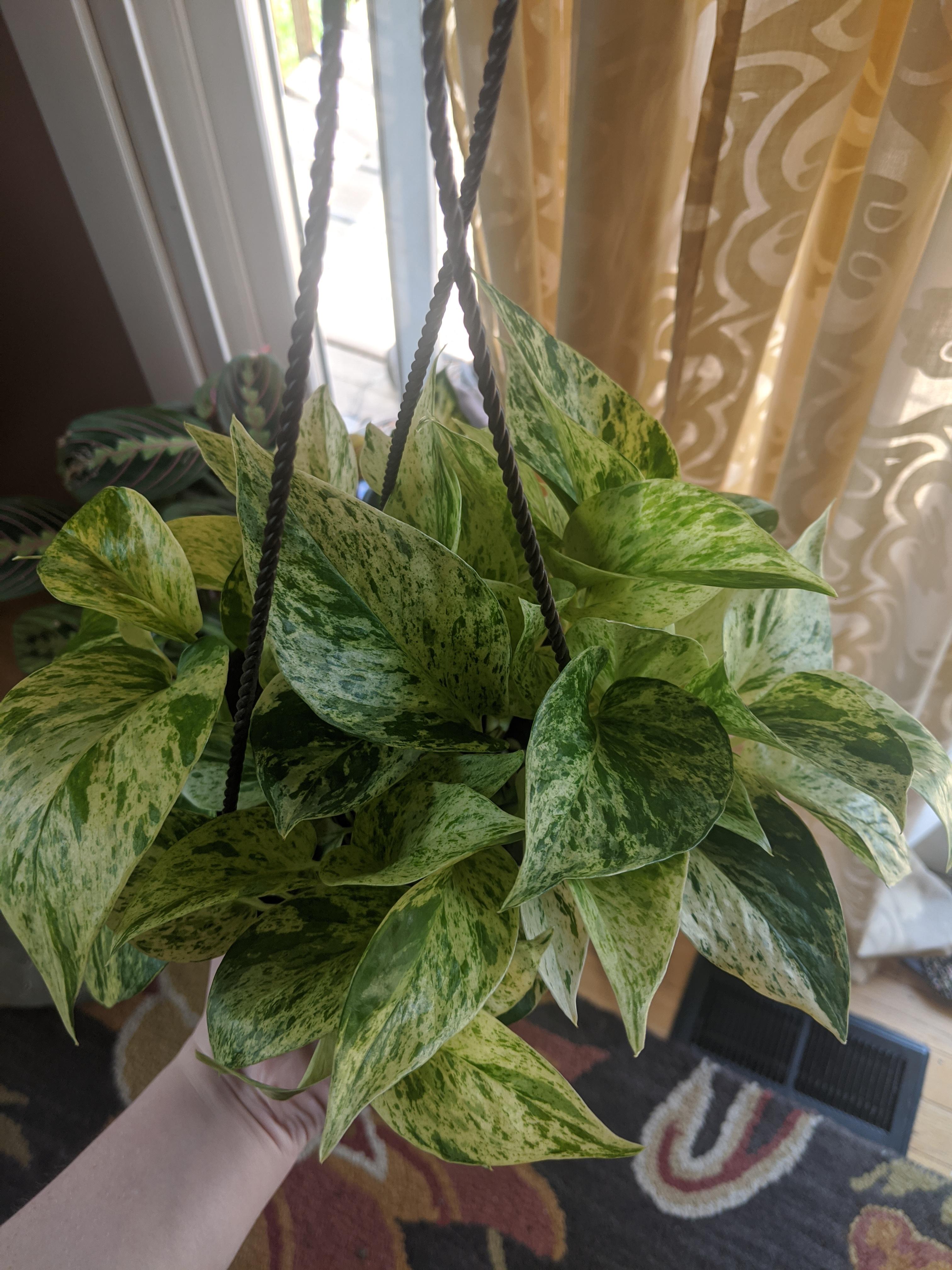 new pal! marble queen pothos, I've been after one of these for a while🖤 | Scrolller