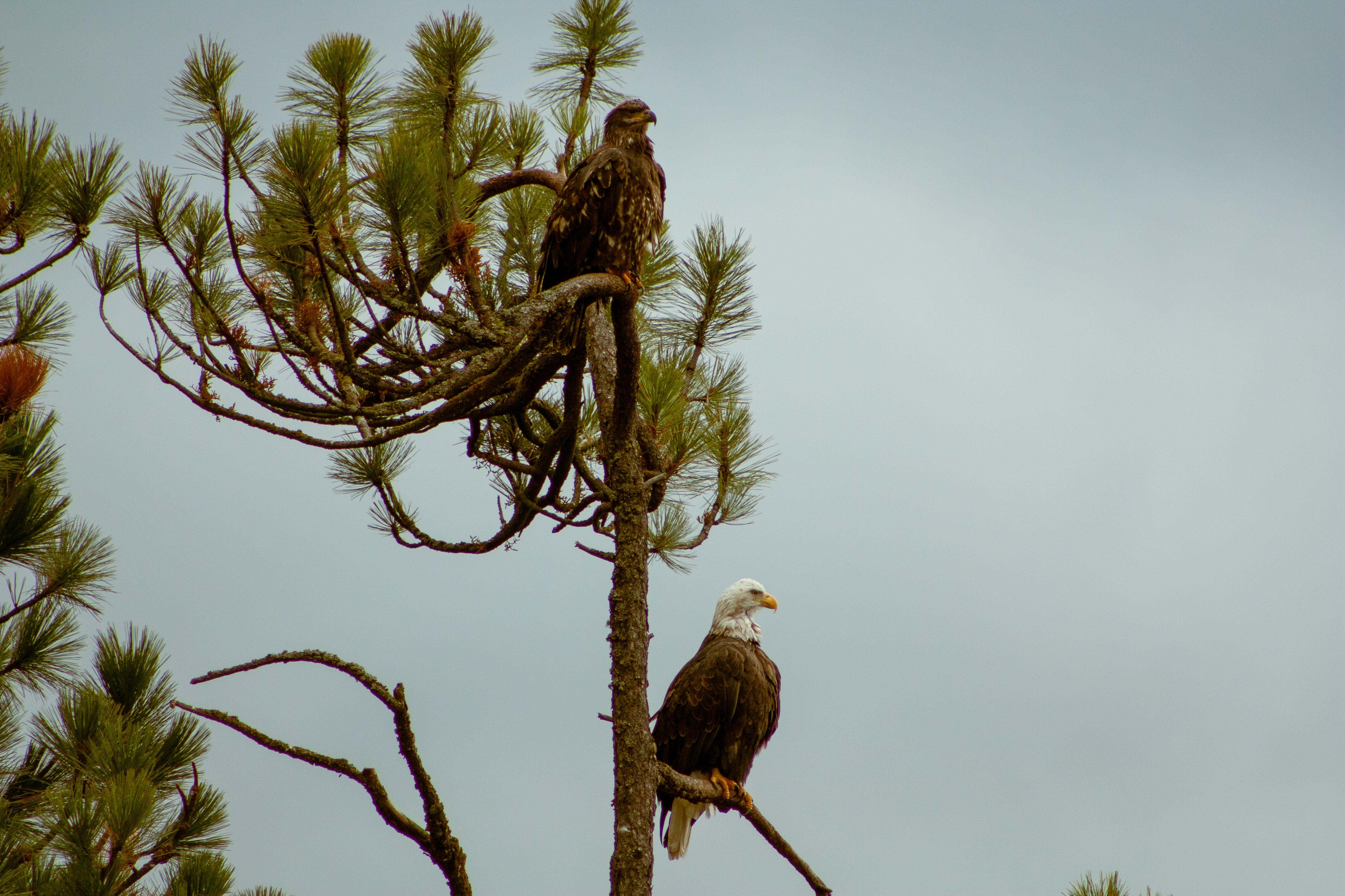 New photographer. Bald Eagle and Eagle fledgling. | Scrolller
