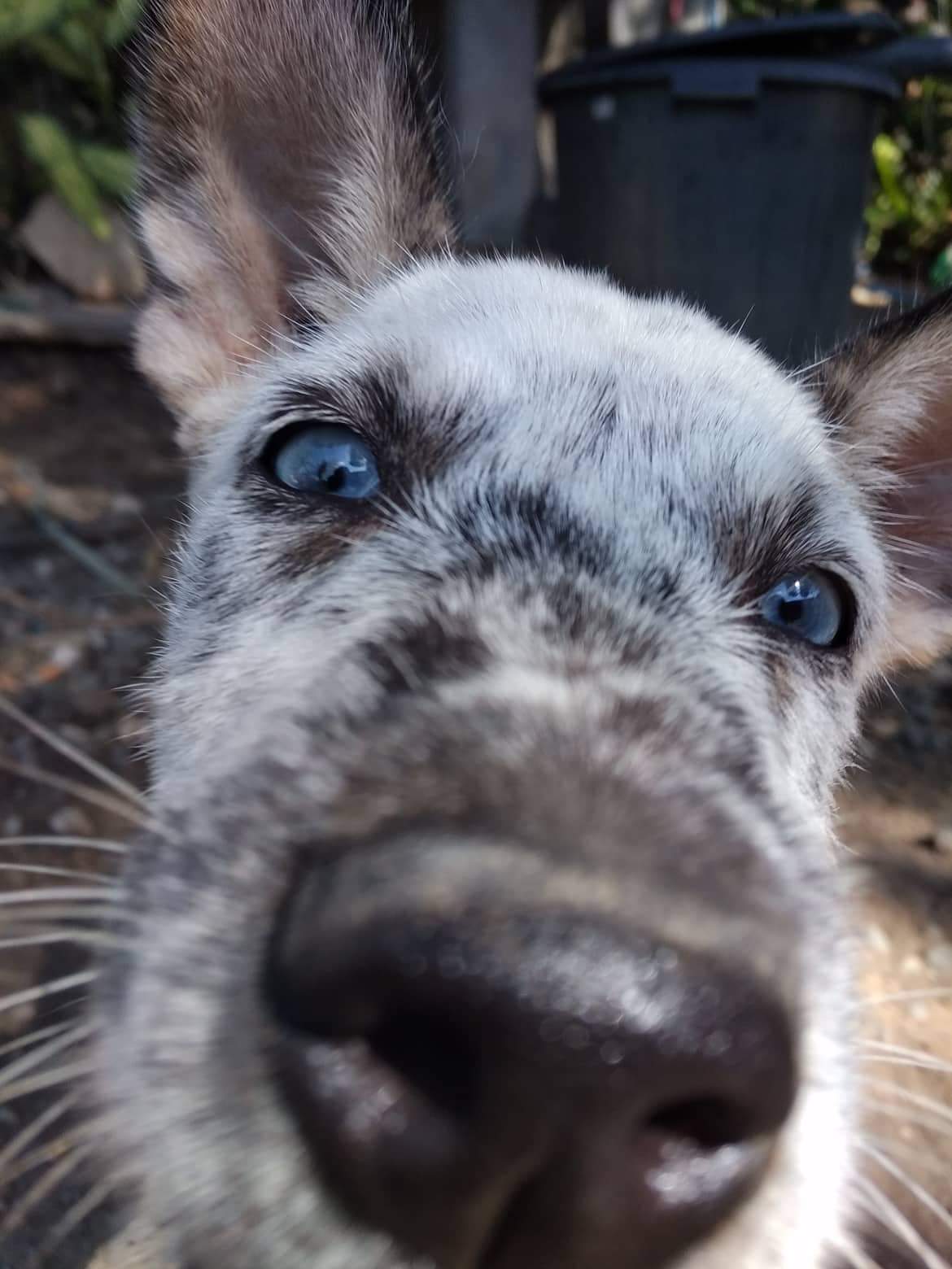 New pupper in the family | Scrolller