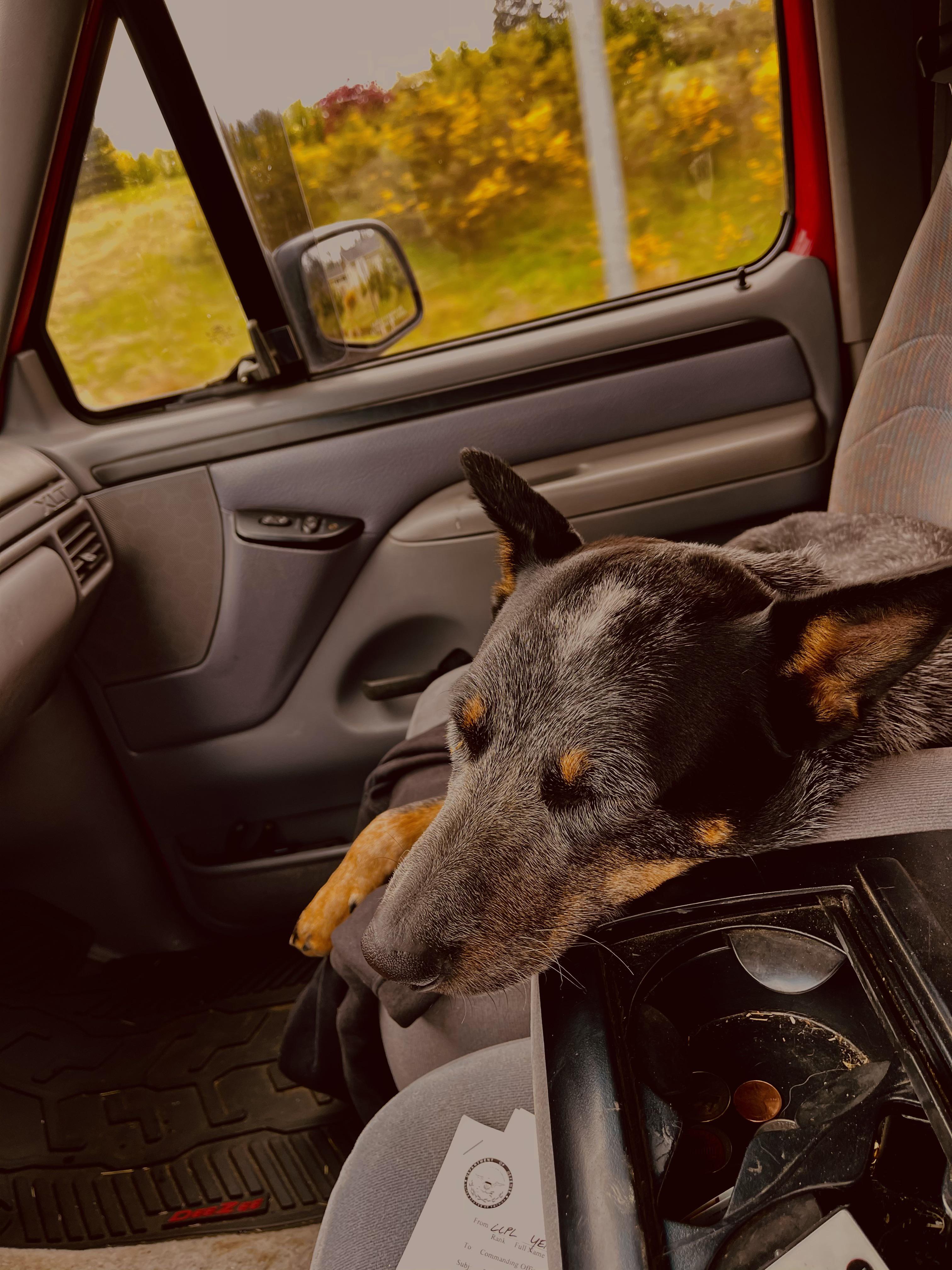 New pupper on the ride home | Scrolller