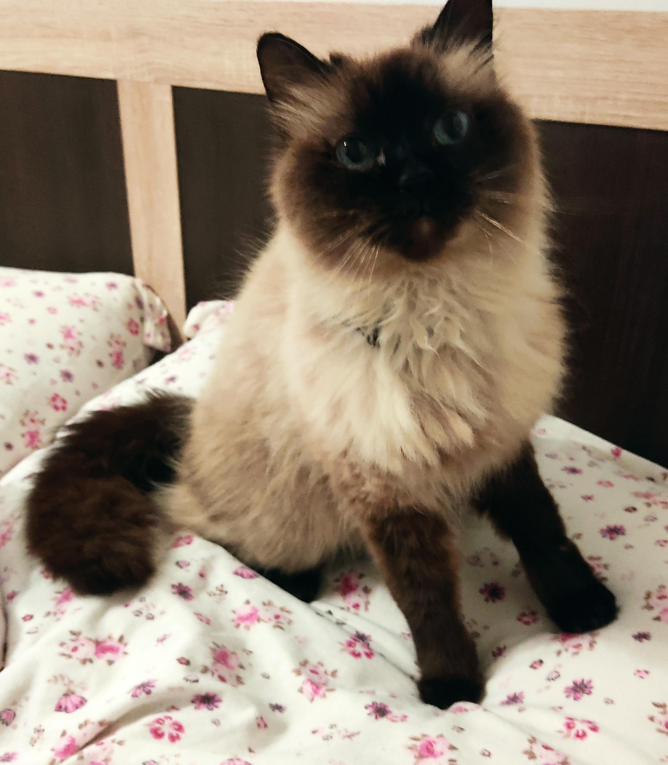 New sleeping spot that makes her happy, my pillow. | Scrolller