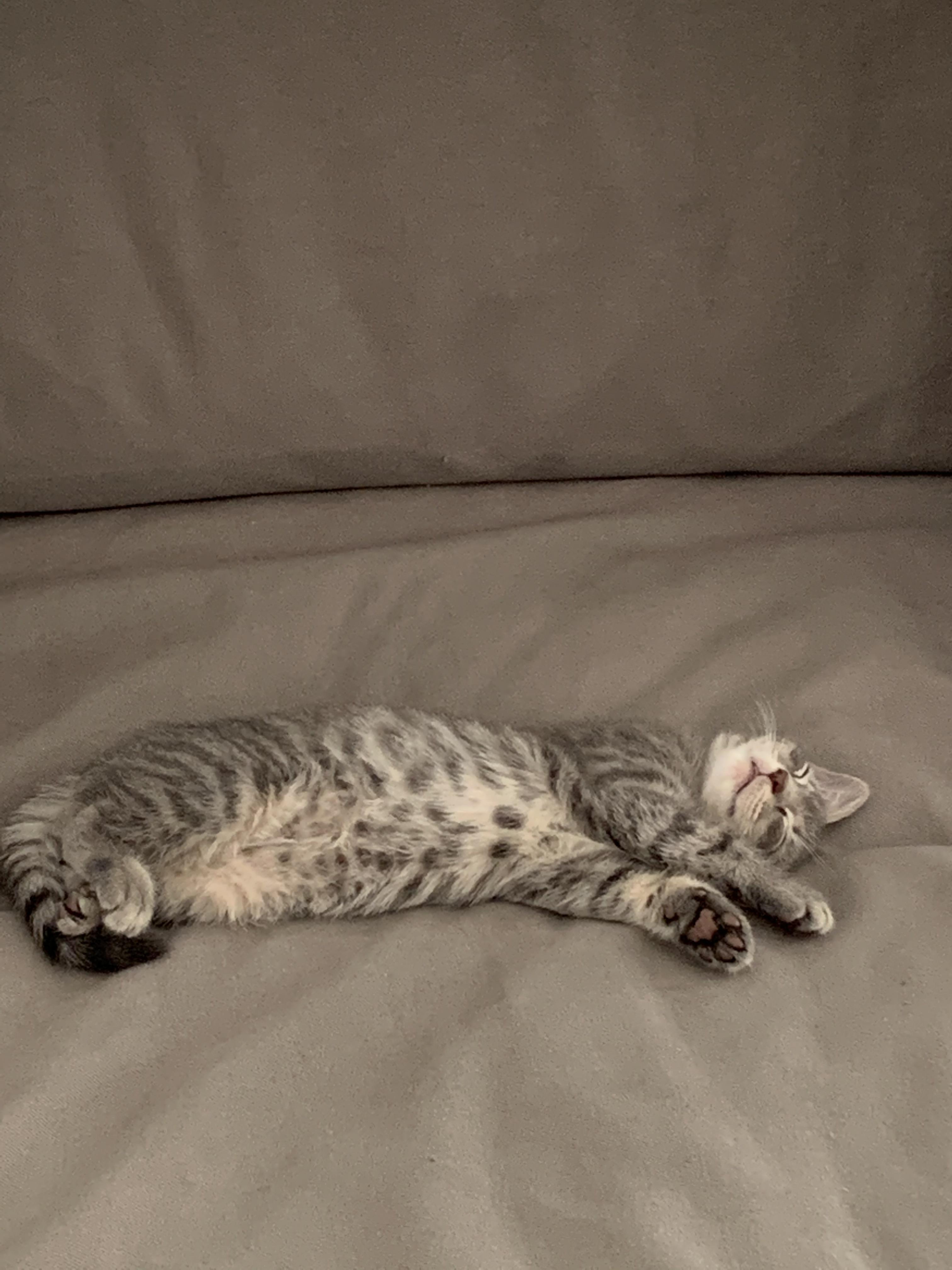 new smol addition to the home, say hello to Casper 🥰 | Scrolller