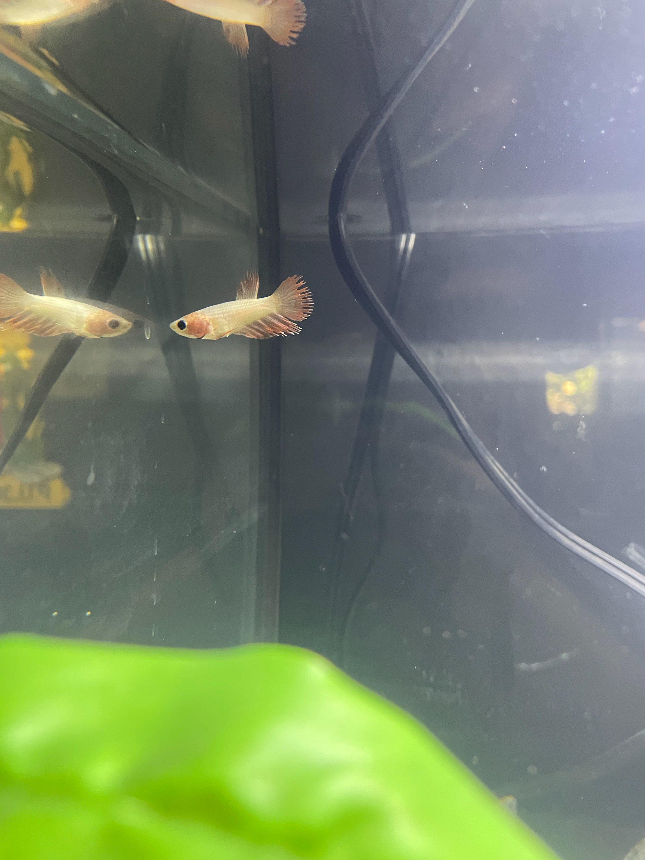 New to hobby! first betta / first fish ever! | Scrolller