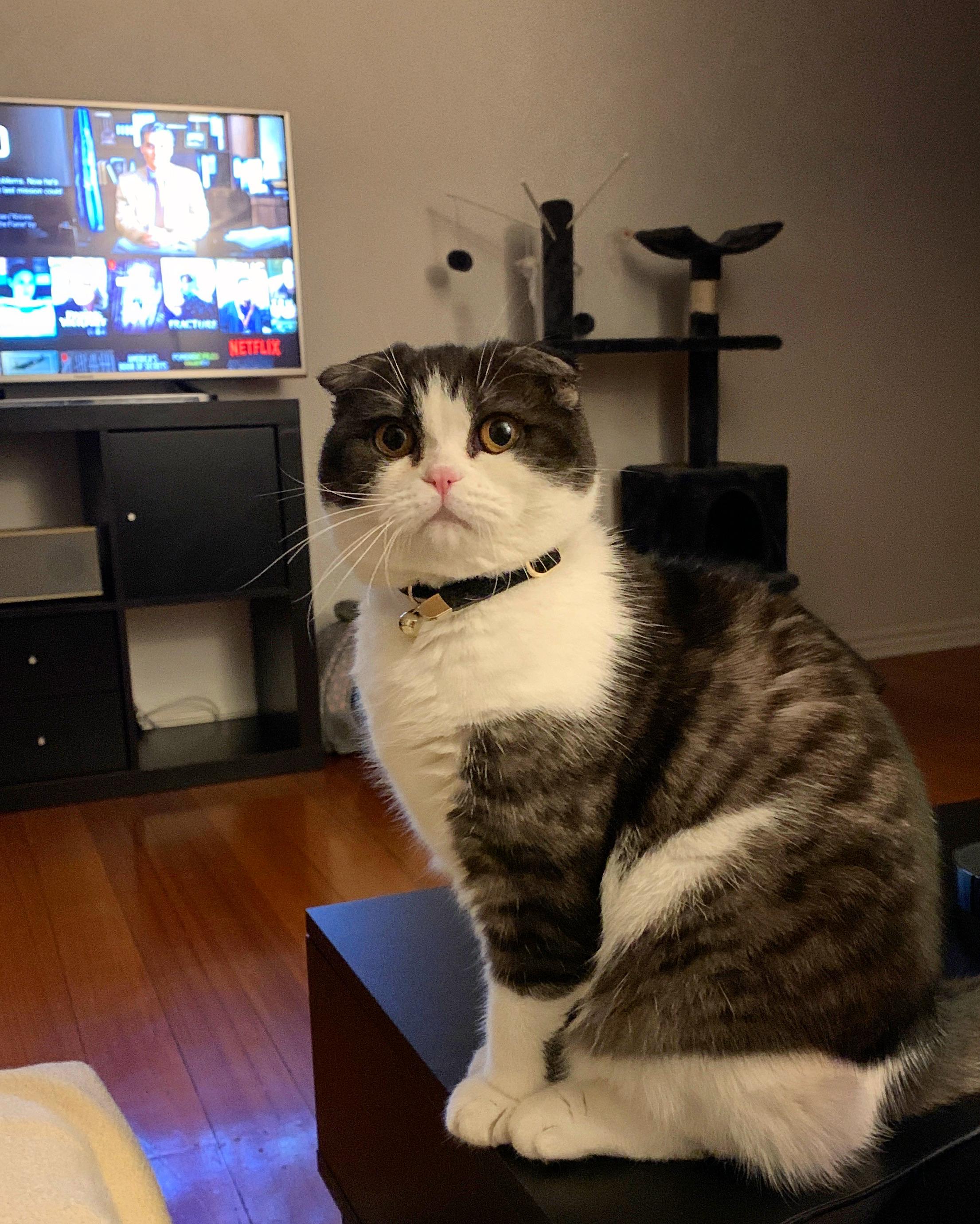 New to the sub, say hi to Leah Cleopatra 9 months | Scrolller