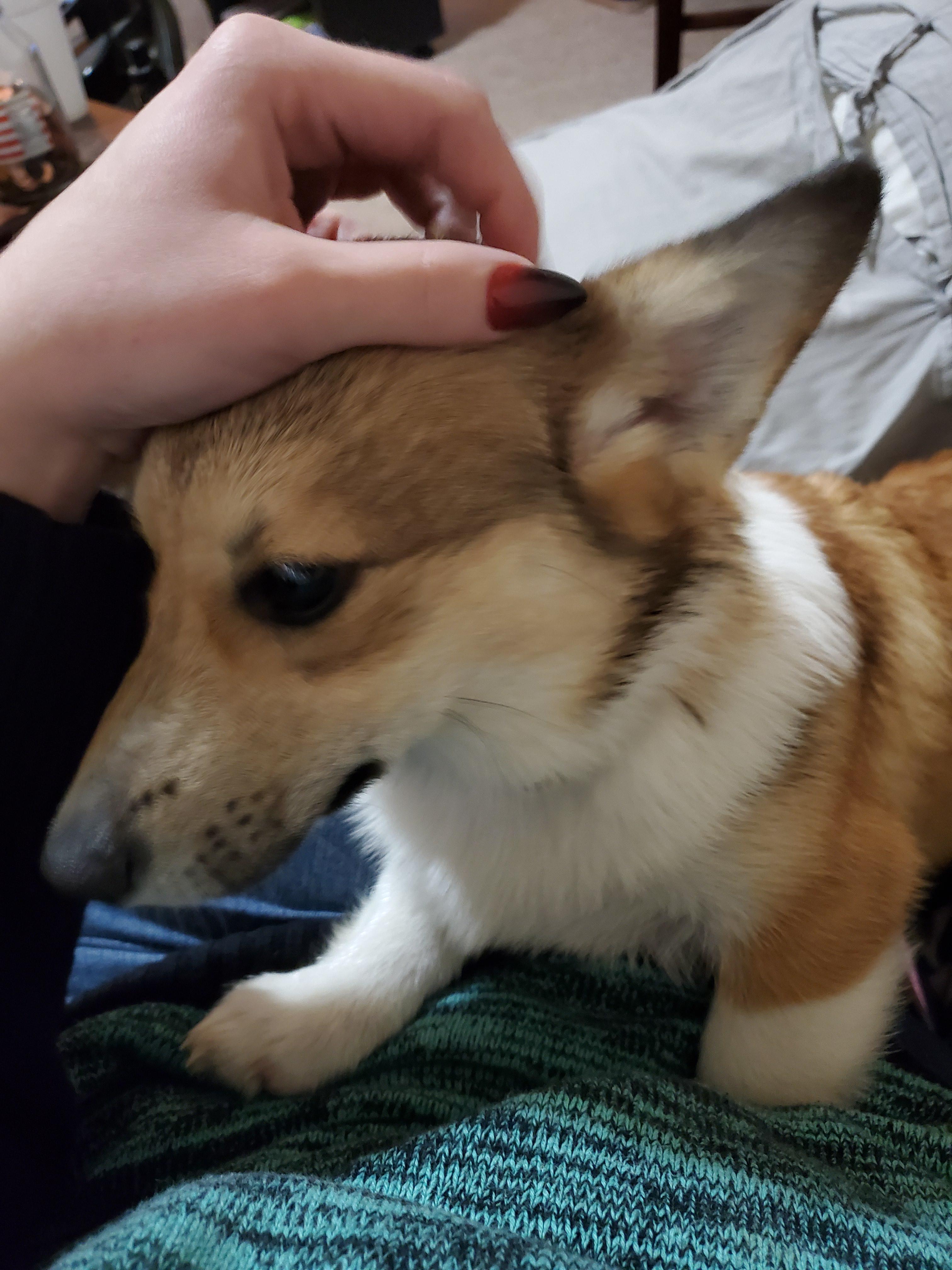 Newest family member: Einstein | Scrolller