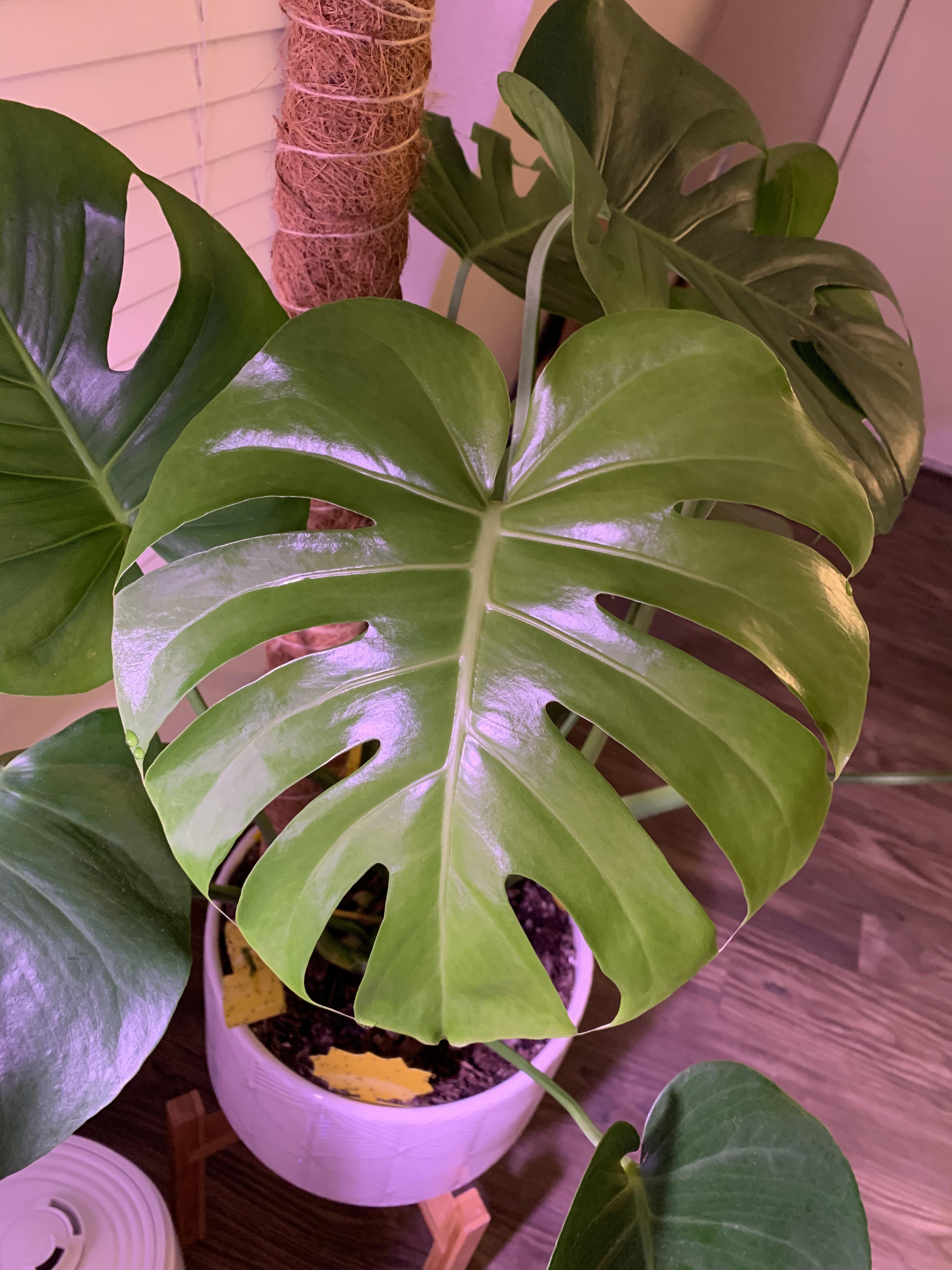 Newest leaf showing off! | Scrolller