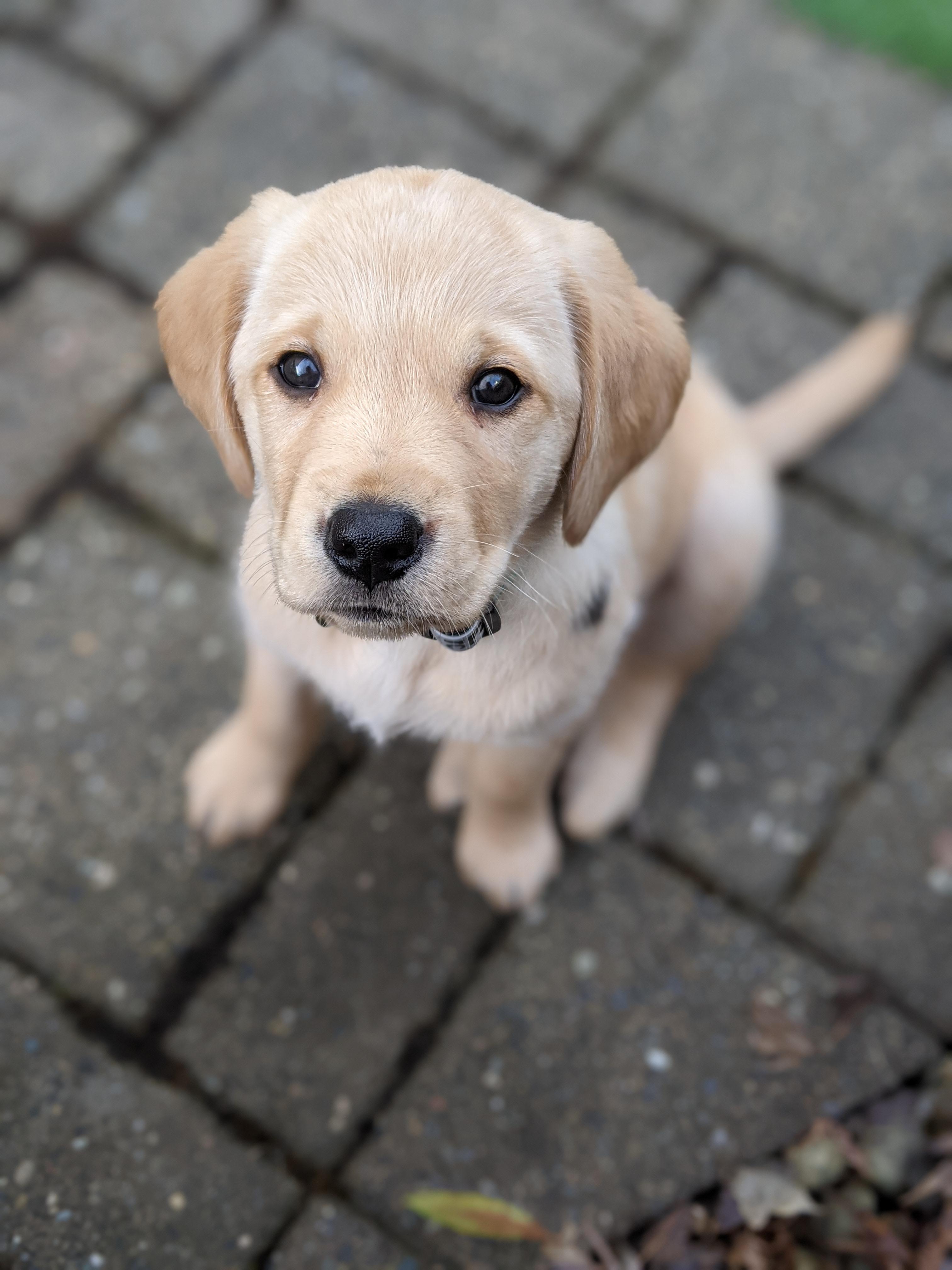 Newest member of the family! She's half black lab, half golden retriever | Scrolller