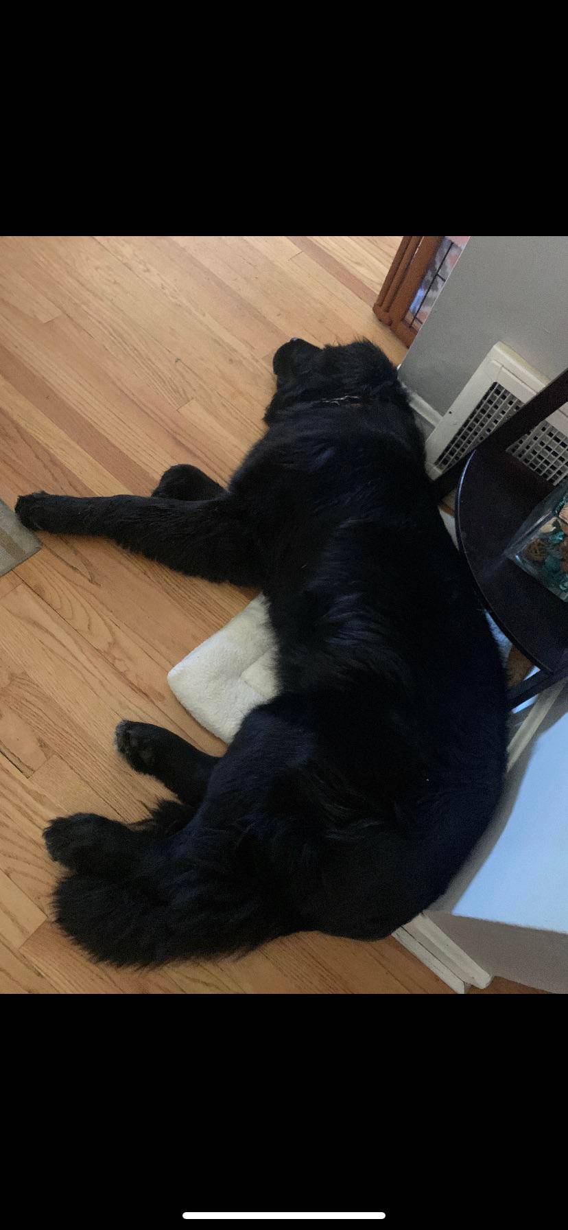 Newfoundland steals puppy bed. Fits perfectly! | Scrolller