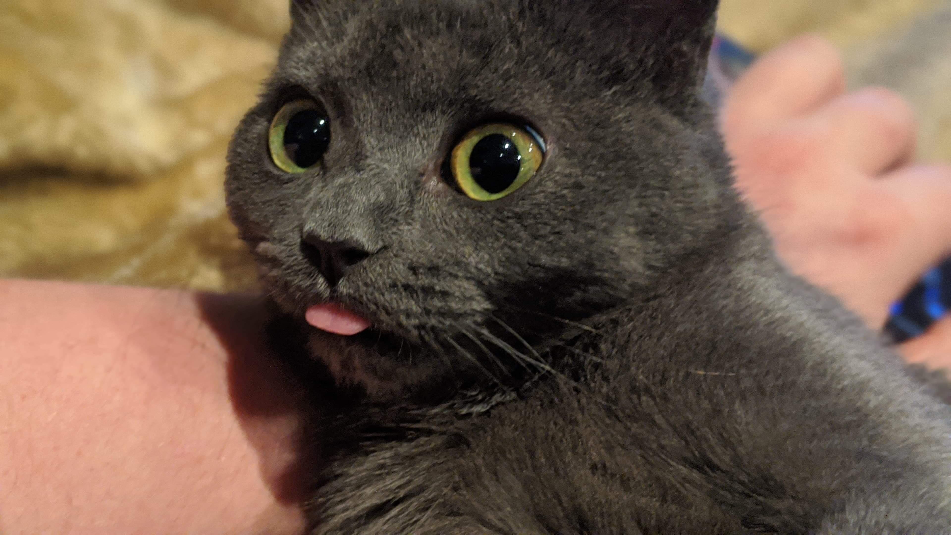 Newly adopted kitten did his first blep | Scrolller
