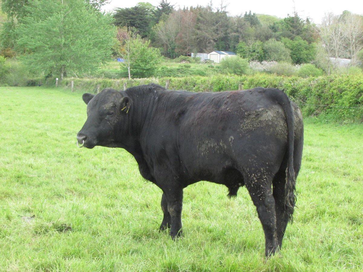 Nice angus bull we had. I love the muscle on his neck! | Scrolller